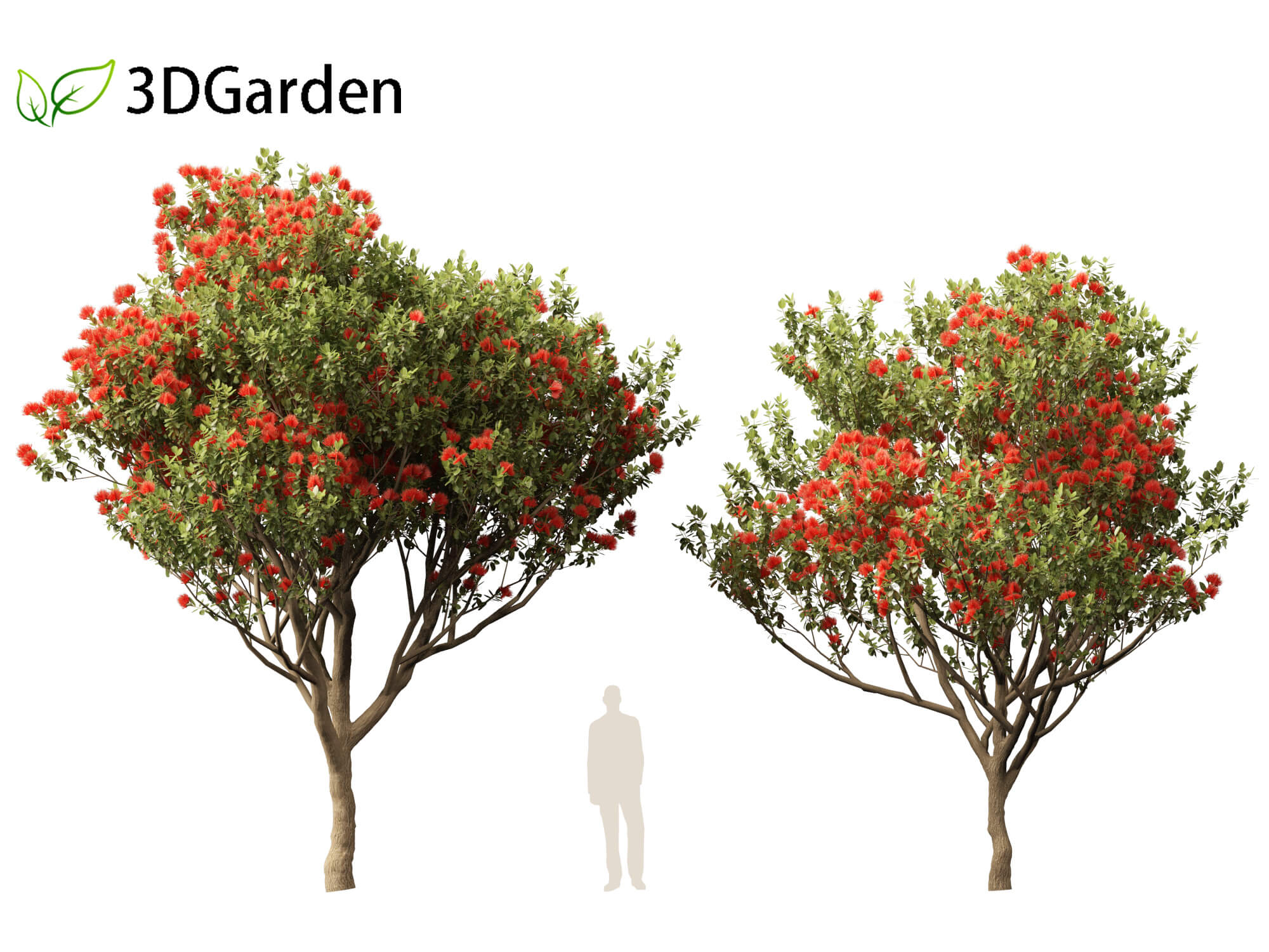Metrosideros Excelsa - New Zealand Christmas Tree 3D Model by ...
