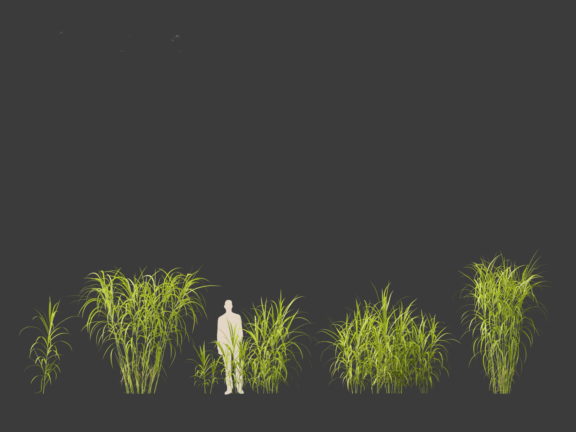 Miscanthus Floridulus - Giant Chinese Silver Grass 3D Model by ...