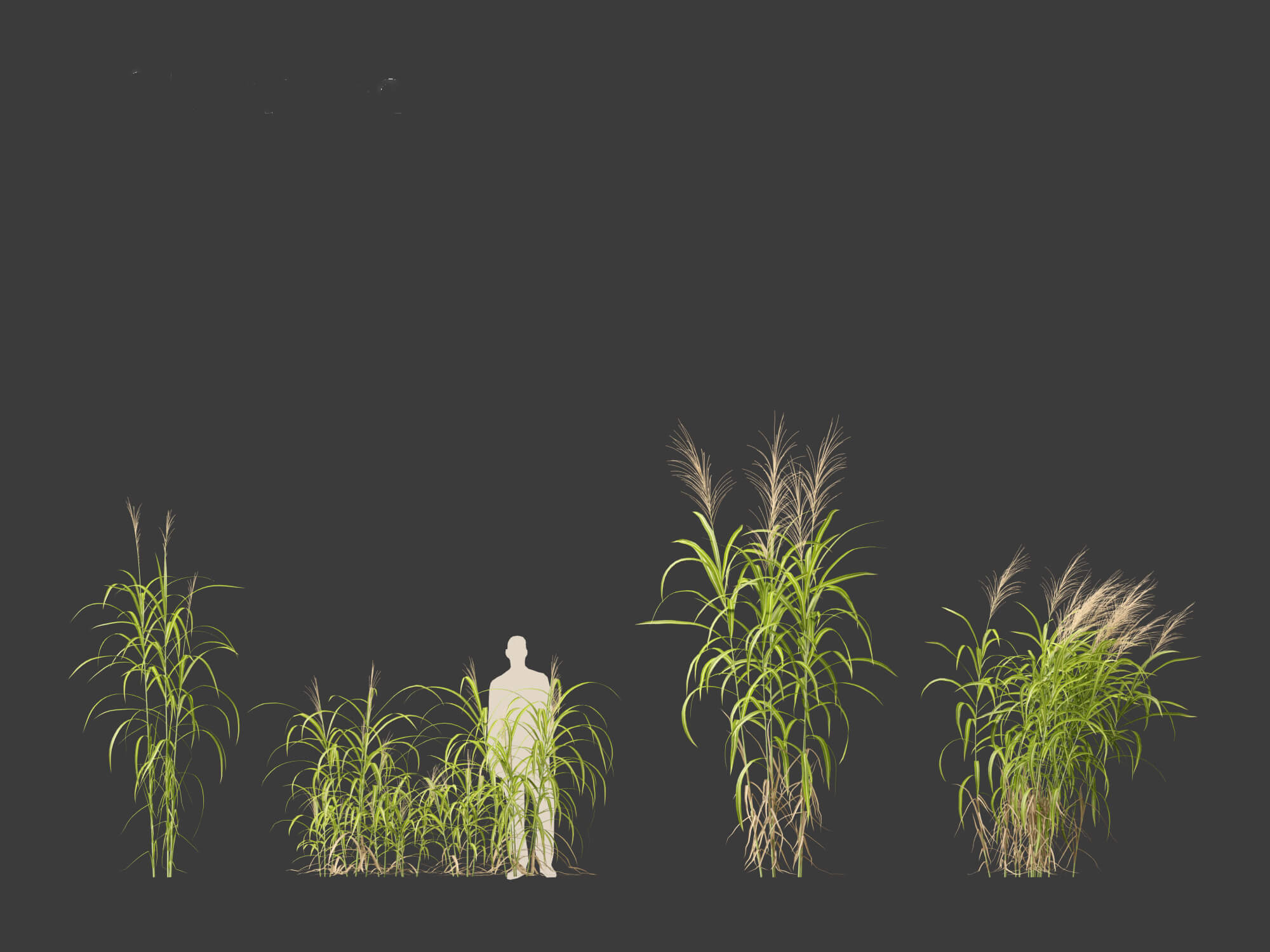 Miscanthus Floridulus - Giant Chinese Silver Grass 3D Model by ...