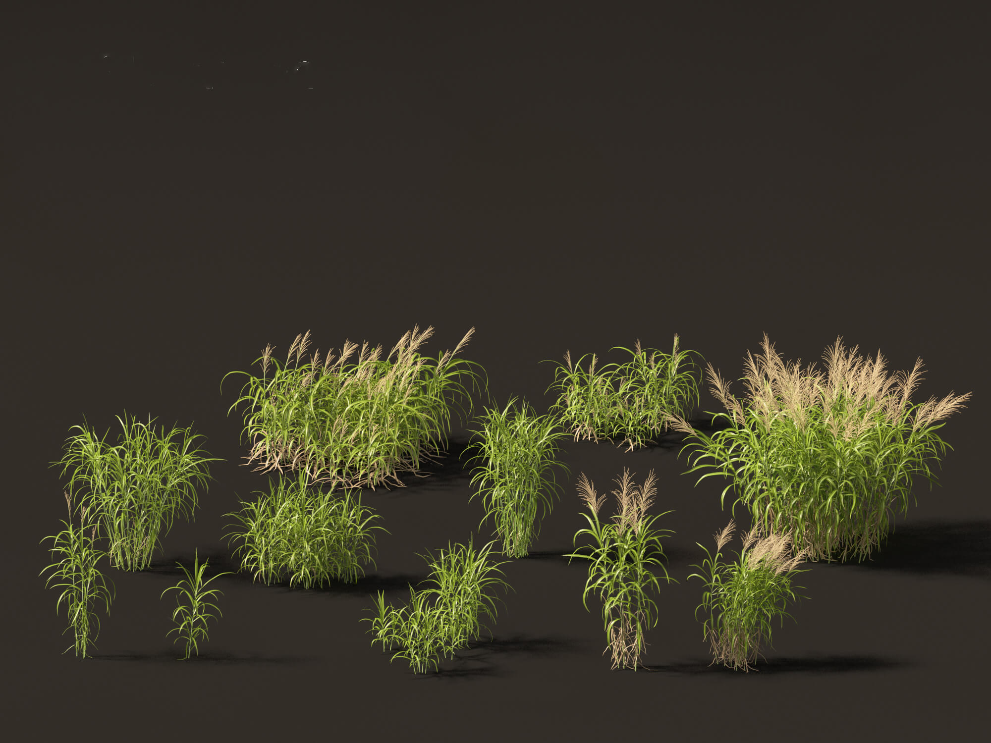 Miscanthus Floridulus - Giant Chinese Silver Grass 3D Model by ...