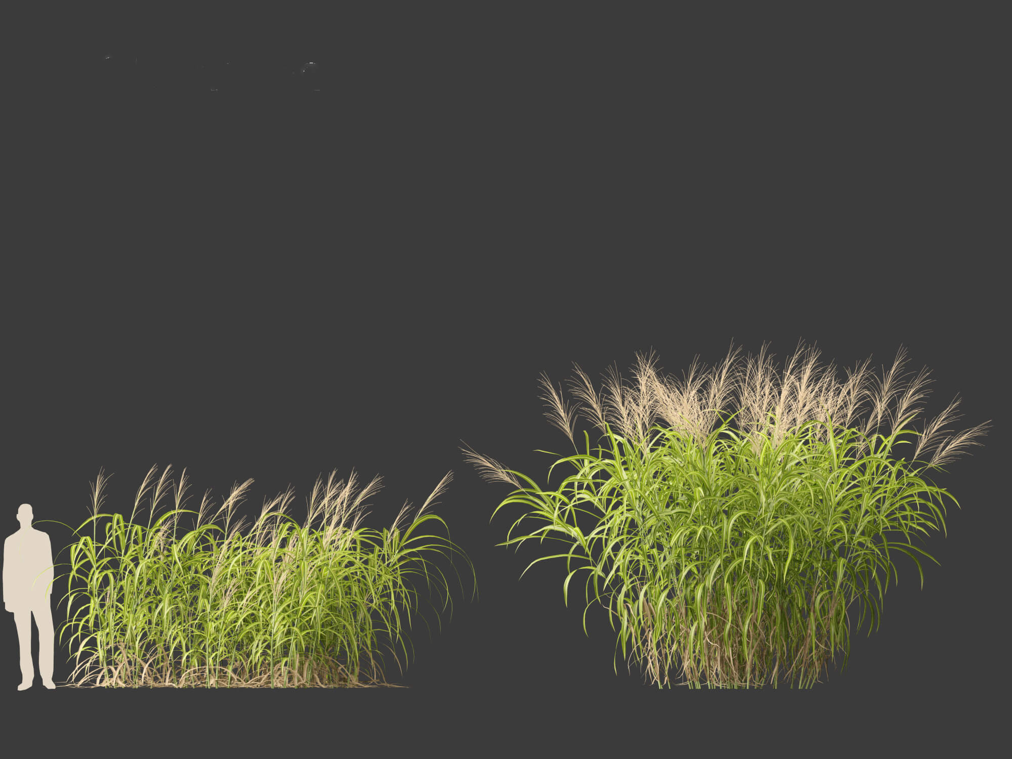 Miscanthus Floridulus - Giant Chinese Silver Grass 3D Model by ...