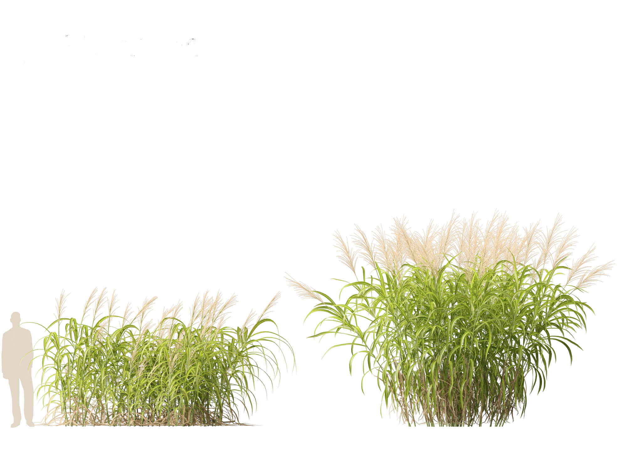 Miscanthus Floridulus - Giant Chinese Silver Grass 3D Model by ...