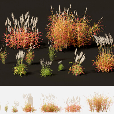 Miscanthus Purpurascens - Flame Grass 3D Model by 3dgardenplants