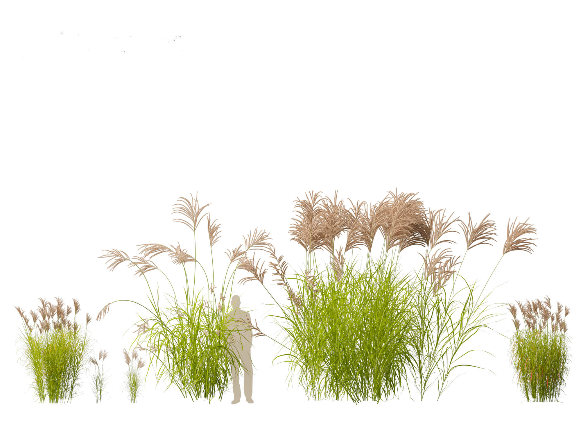 Miscanthus Sacchariflorus - Amur Silver Grass 3D Model by 3dgardenplants