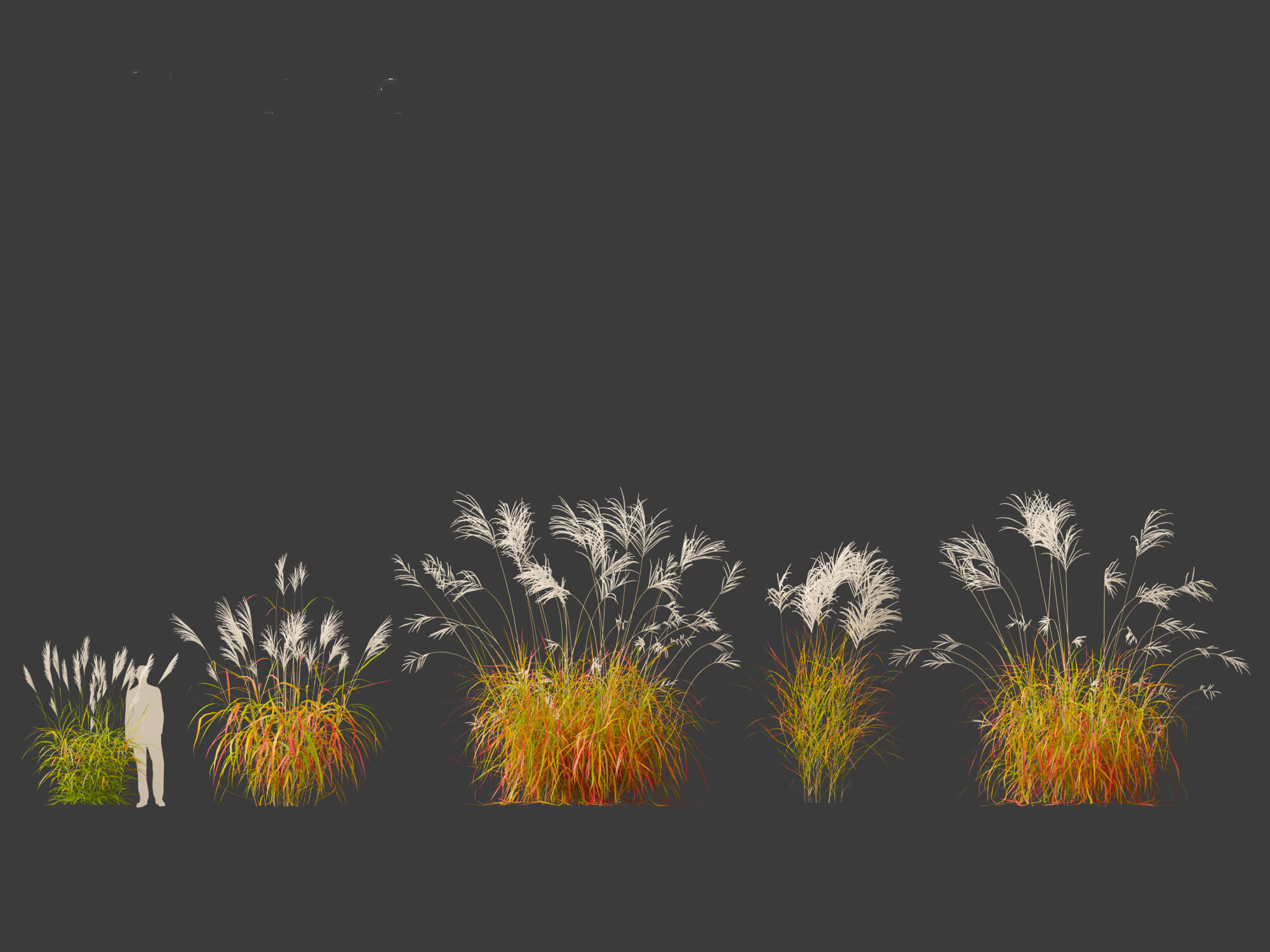 Miscanthus Sacchariflorus - Amur Silver Grass 3D Model by 3dgardenplants