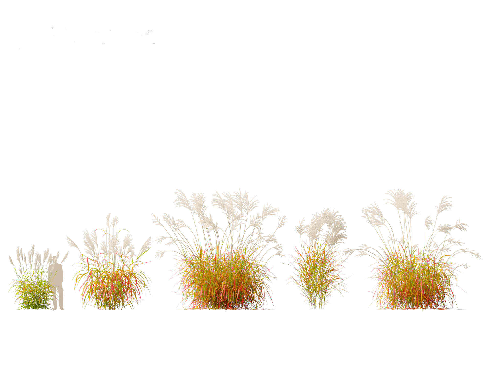 Miscanthus Sacchariflorus - Amur Silver Grass 3D Model by 3dgardenplants