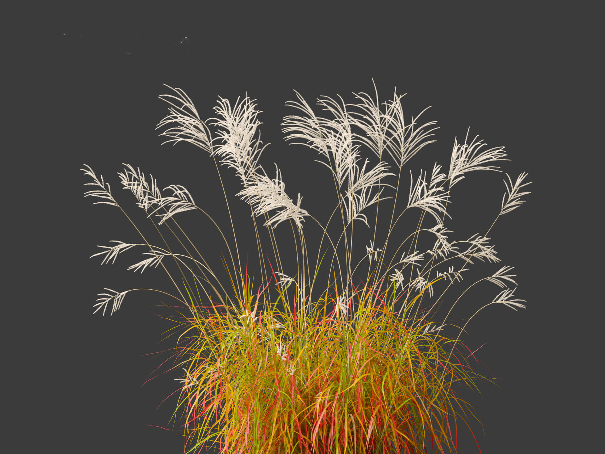 Miscanthus Sacchariflorus - Amur Silver Grass 3D Model by 3dgardenplants