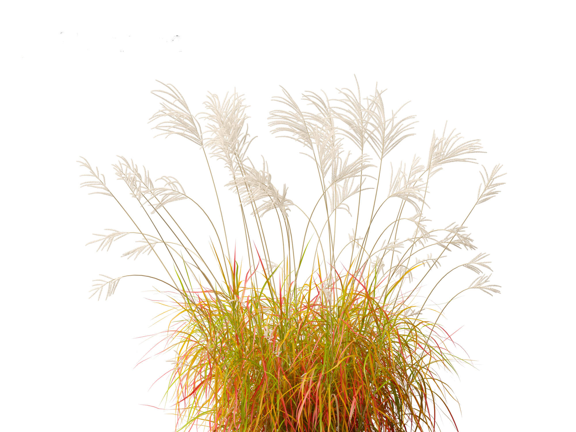 Miscanthus Sacchariflorus - Amur Silver Grass 3D Model by 3dgardenplants