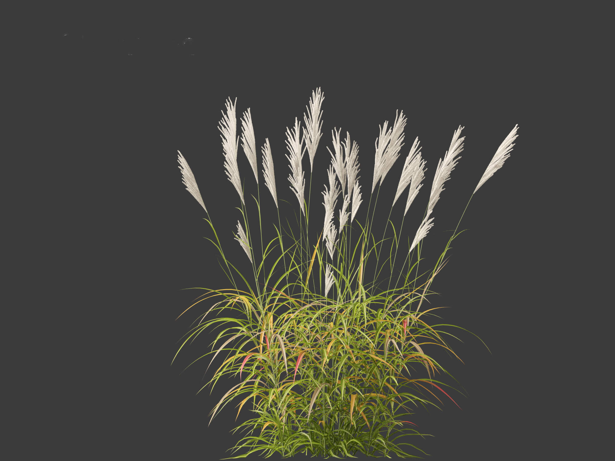 Miscanthus Sacchariflorus - Amur Silver Grass 3D Model by 3dgardenplants