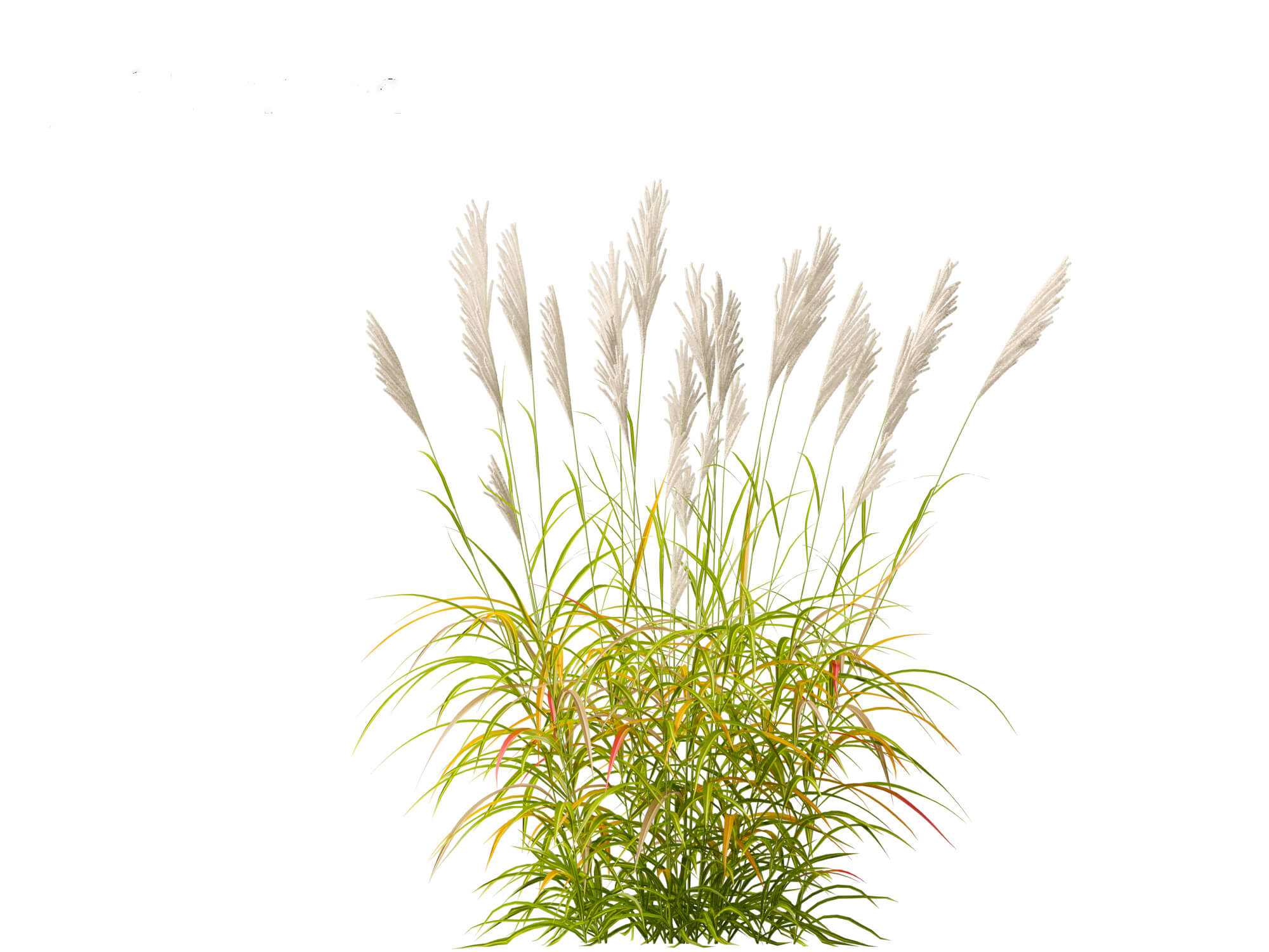 Miscanthus Sacchariflorus - Amur Silver Grass 3D Model by 3dgardenplants