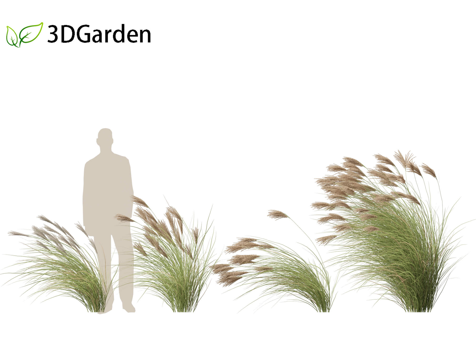 Miscanthus Sinensis Gracillimus - Chinese Silver Grass 02 3D Model by ...