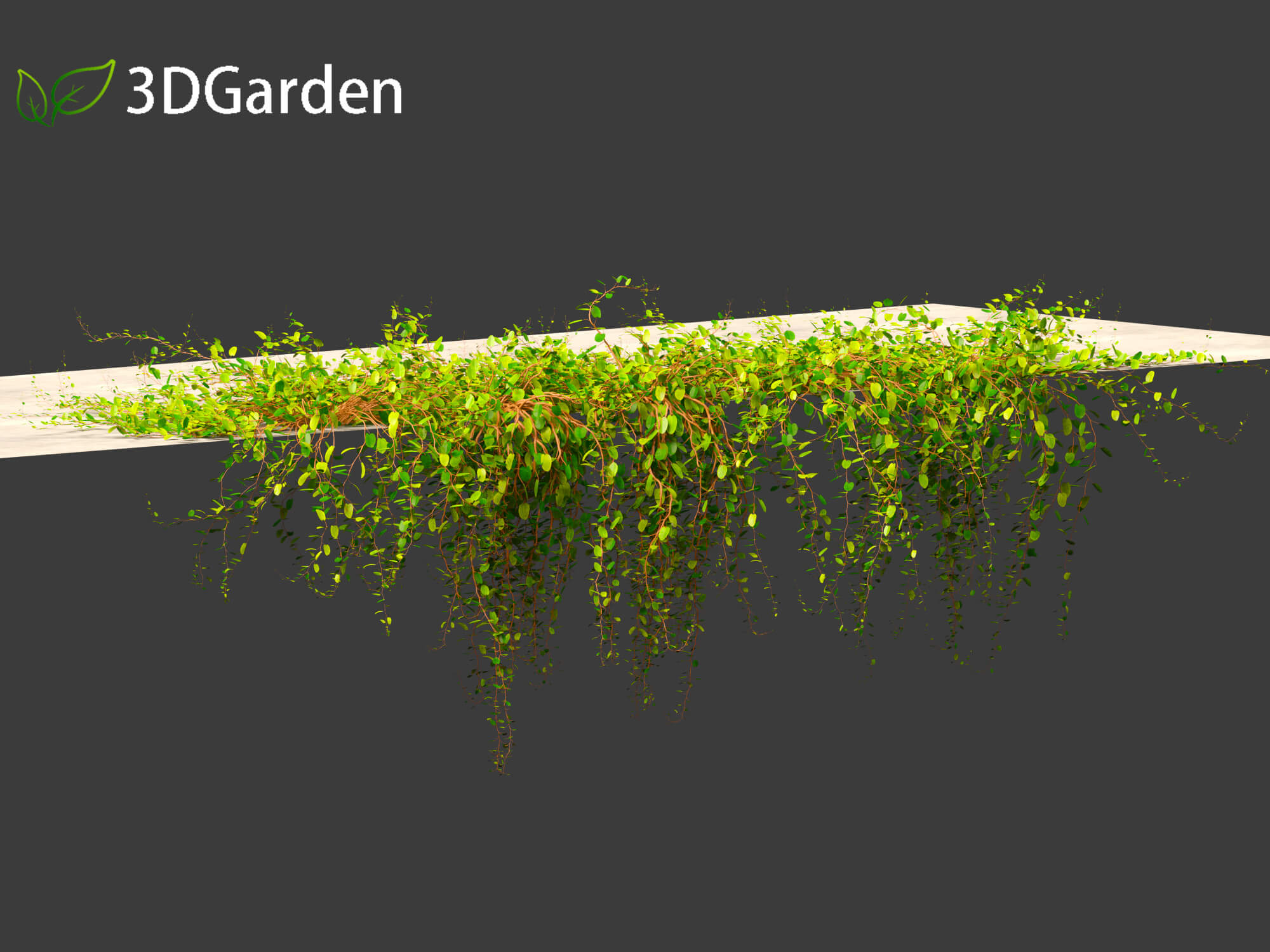 Muehlewbeckia Complera - Pohuehue 01 3D Model by 3dgardenplants