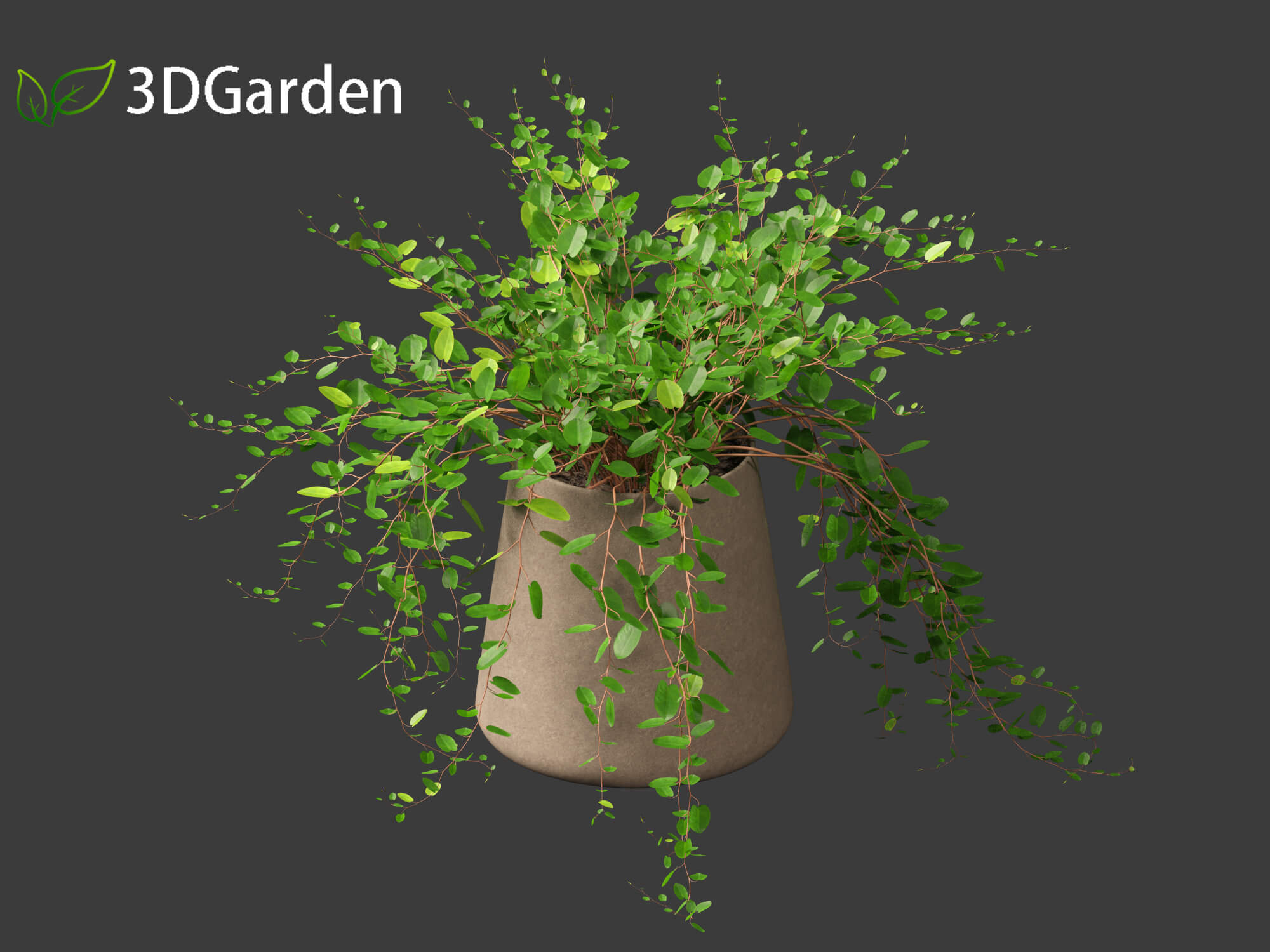 Muehlewbeckia Complera - Pohuehue 01 3D Model by 3dgardenplants