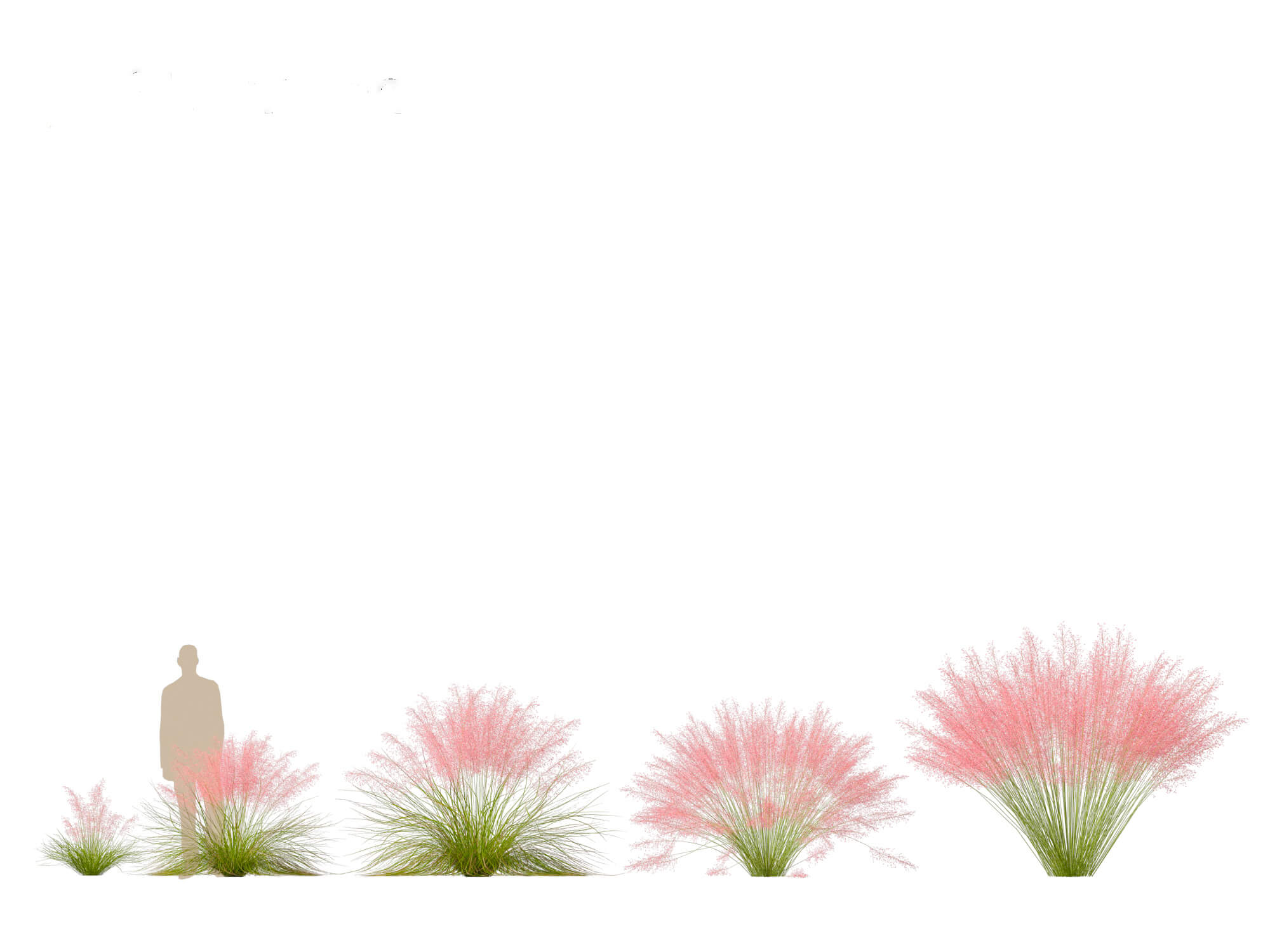 Muhly Grass Pink Muhlygrass 3d Model By 3dgardenplants