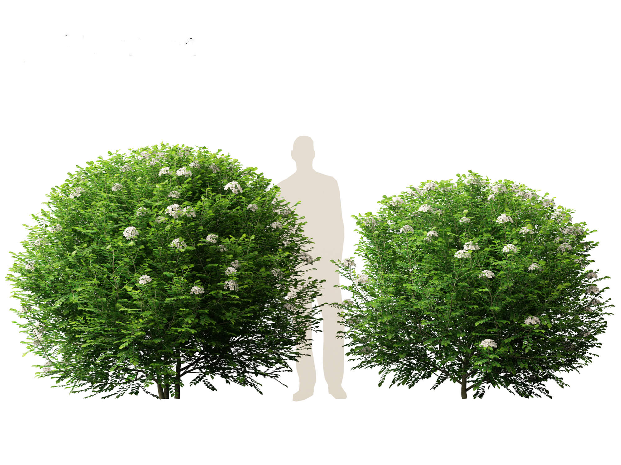 Murraya Paniculata - Orange Jessamine 3D Model by 3dgardenplants