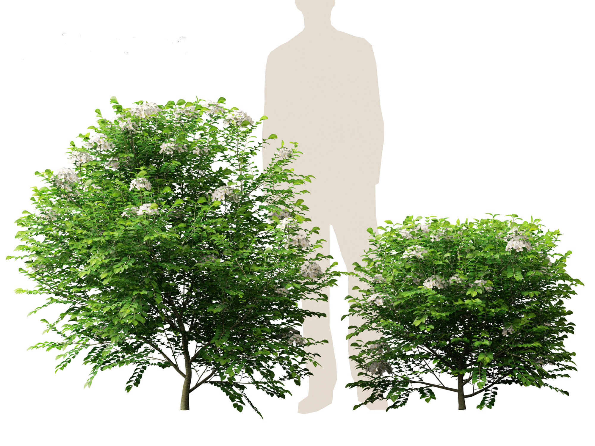 Murraya Paniculata - Orange Jessamine 3D Model by 3dgardenplants