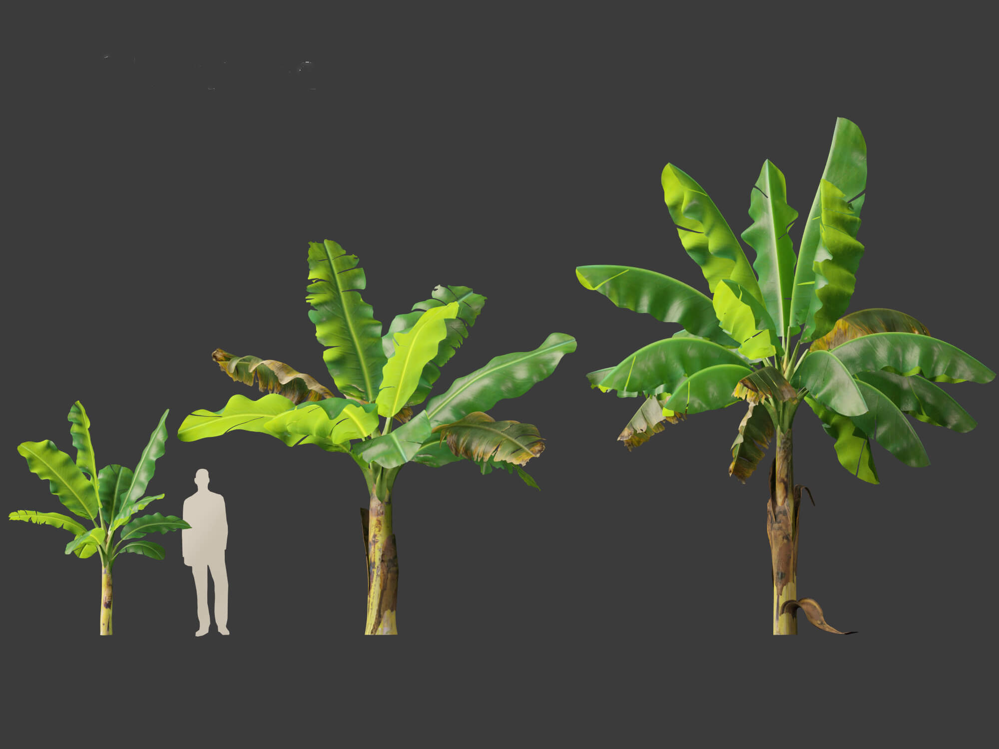 Musa Acuminata - Cavendish Banana 3D Model by 3dgardenplants