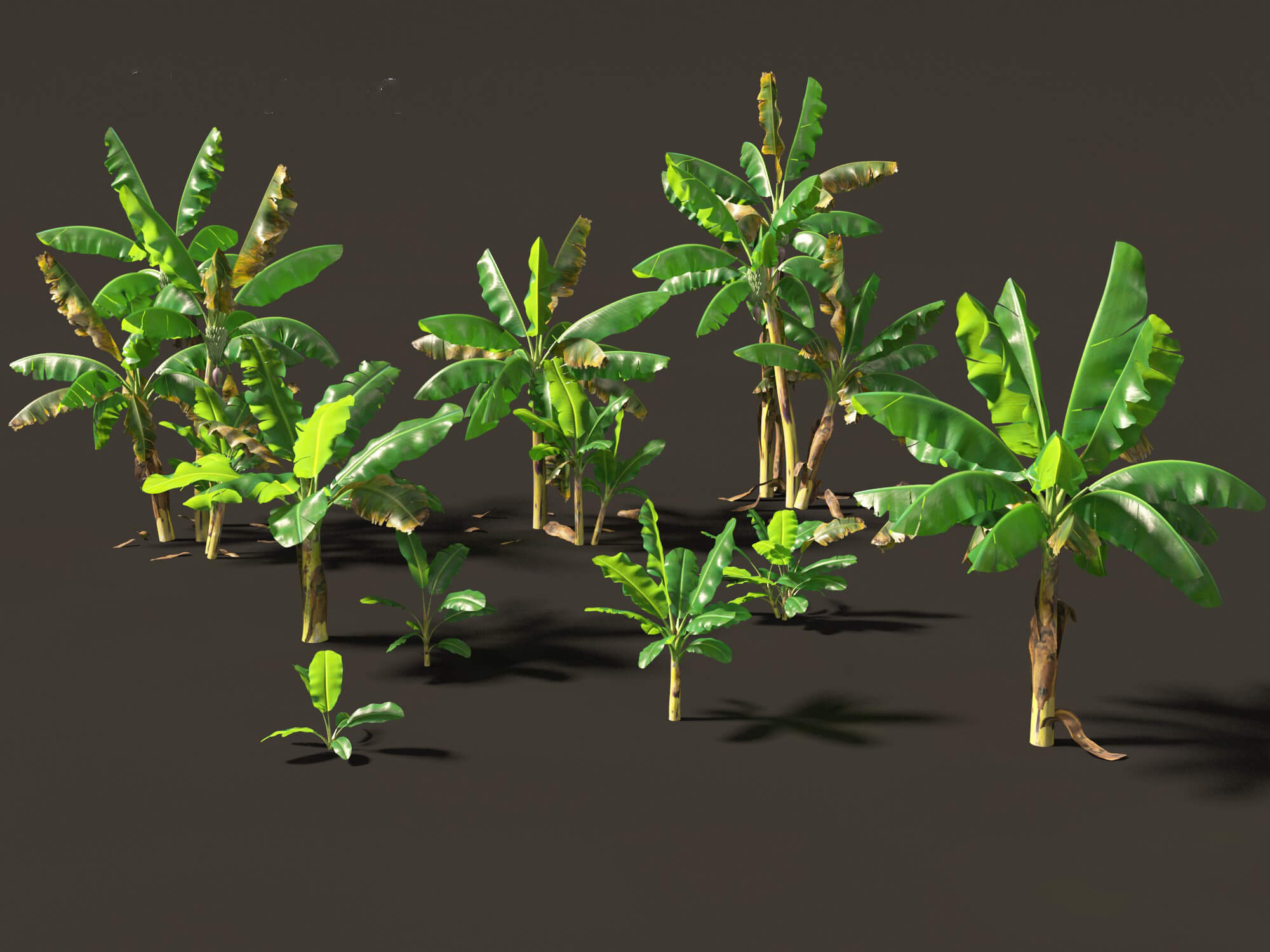 Musa Acuminata - Cavendish Banana 3D Model by 3dgardenplants