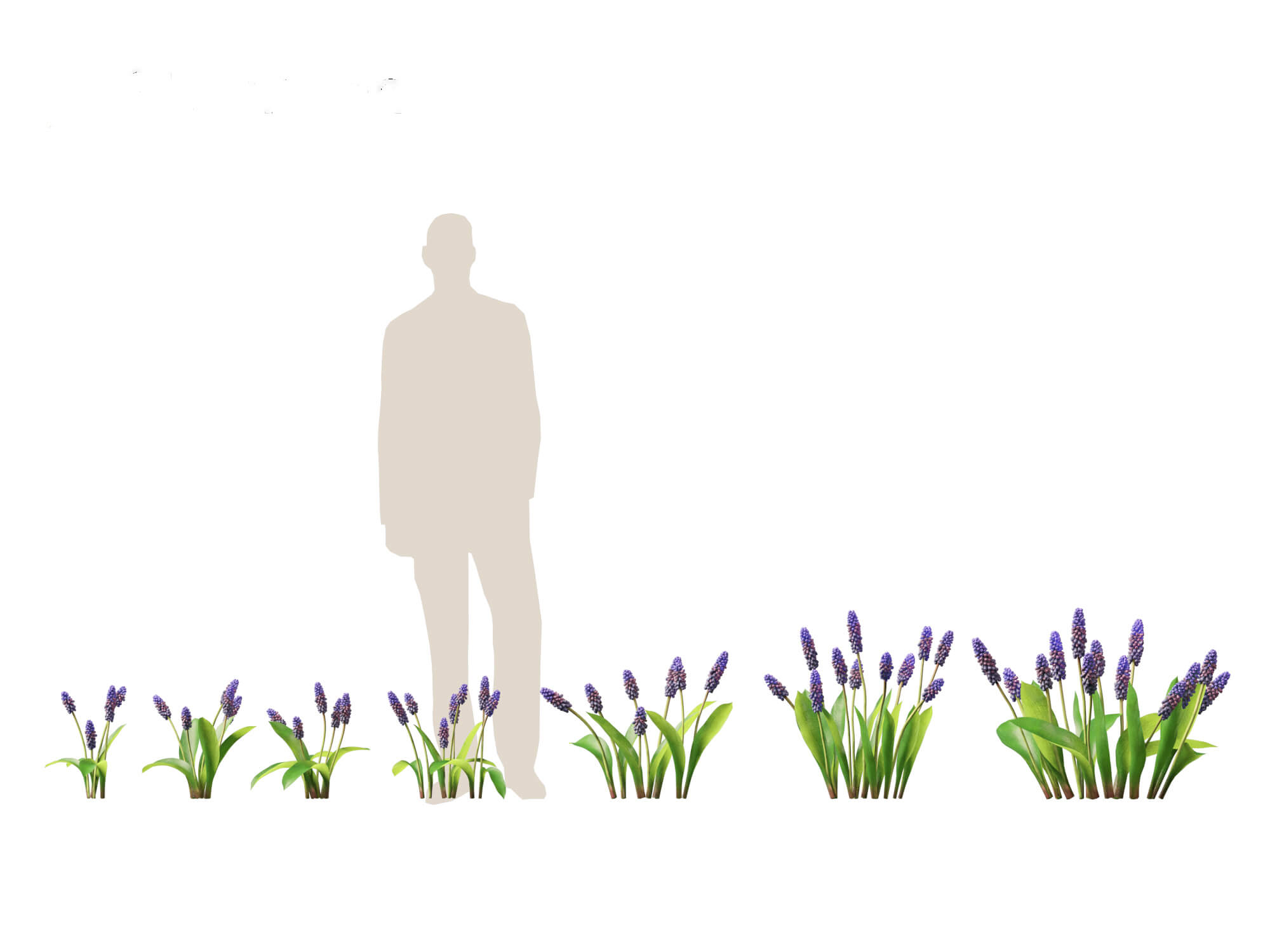 Muscari Latifolium - Grape Hyacinth 3D Model by 3dgardenplants