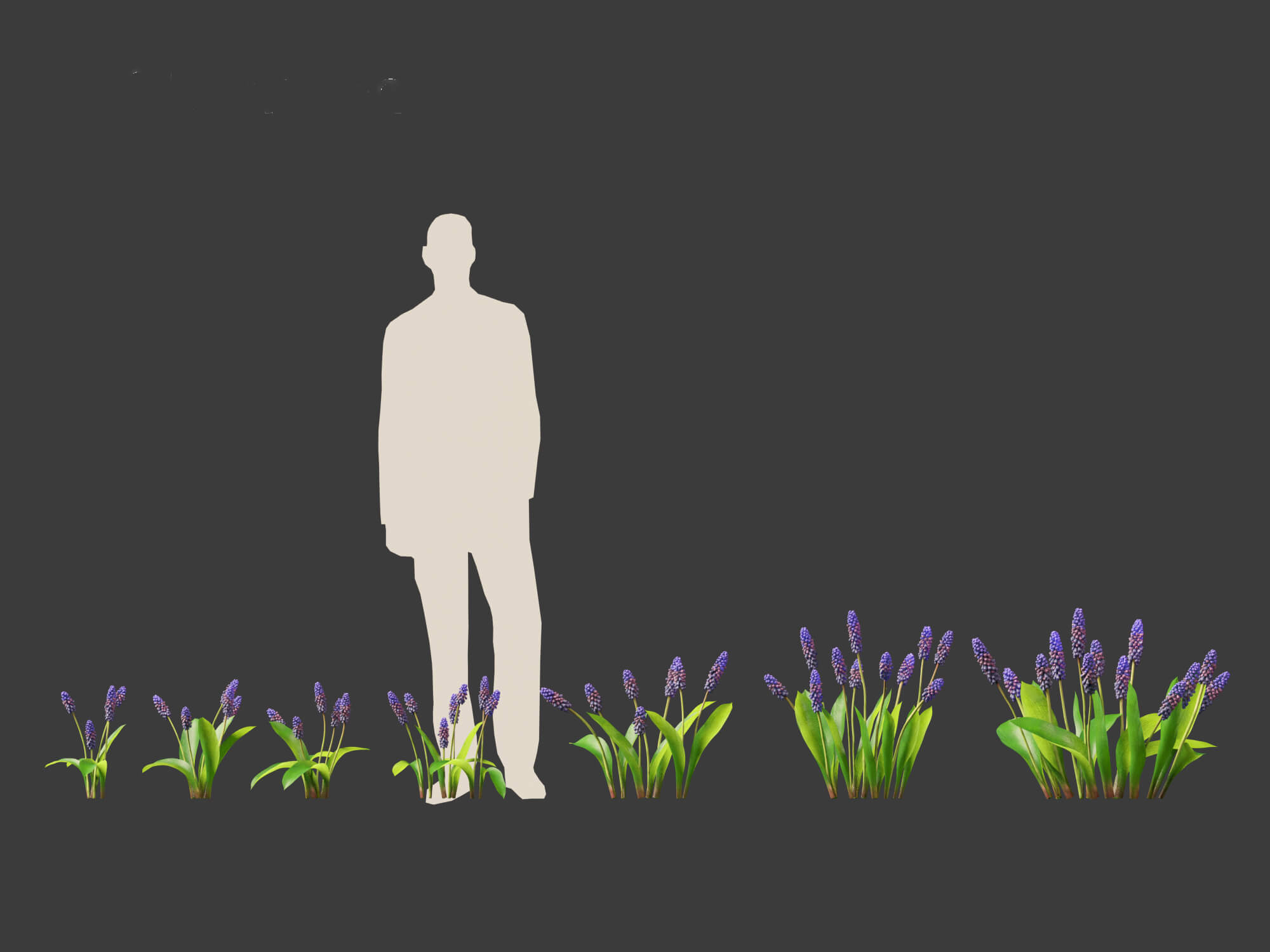 Muscari Latifolium - Grape Hyacinth 3D Model by 3dgardenplants