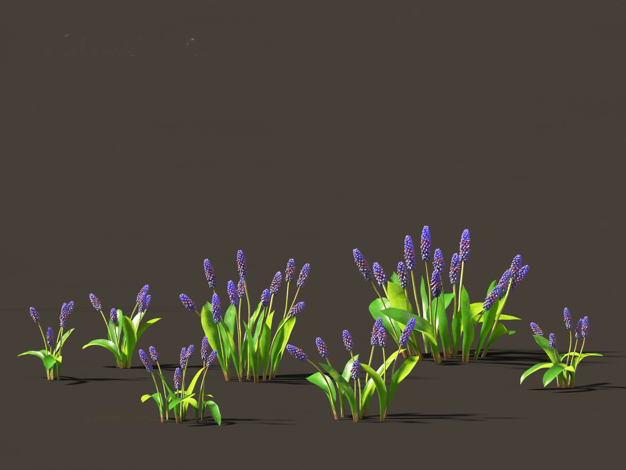 Muscari Latifolium - Grape Hyacinth 3D Model by 3dgardenplants