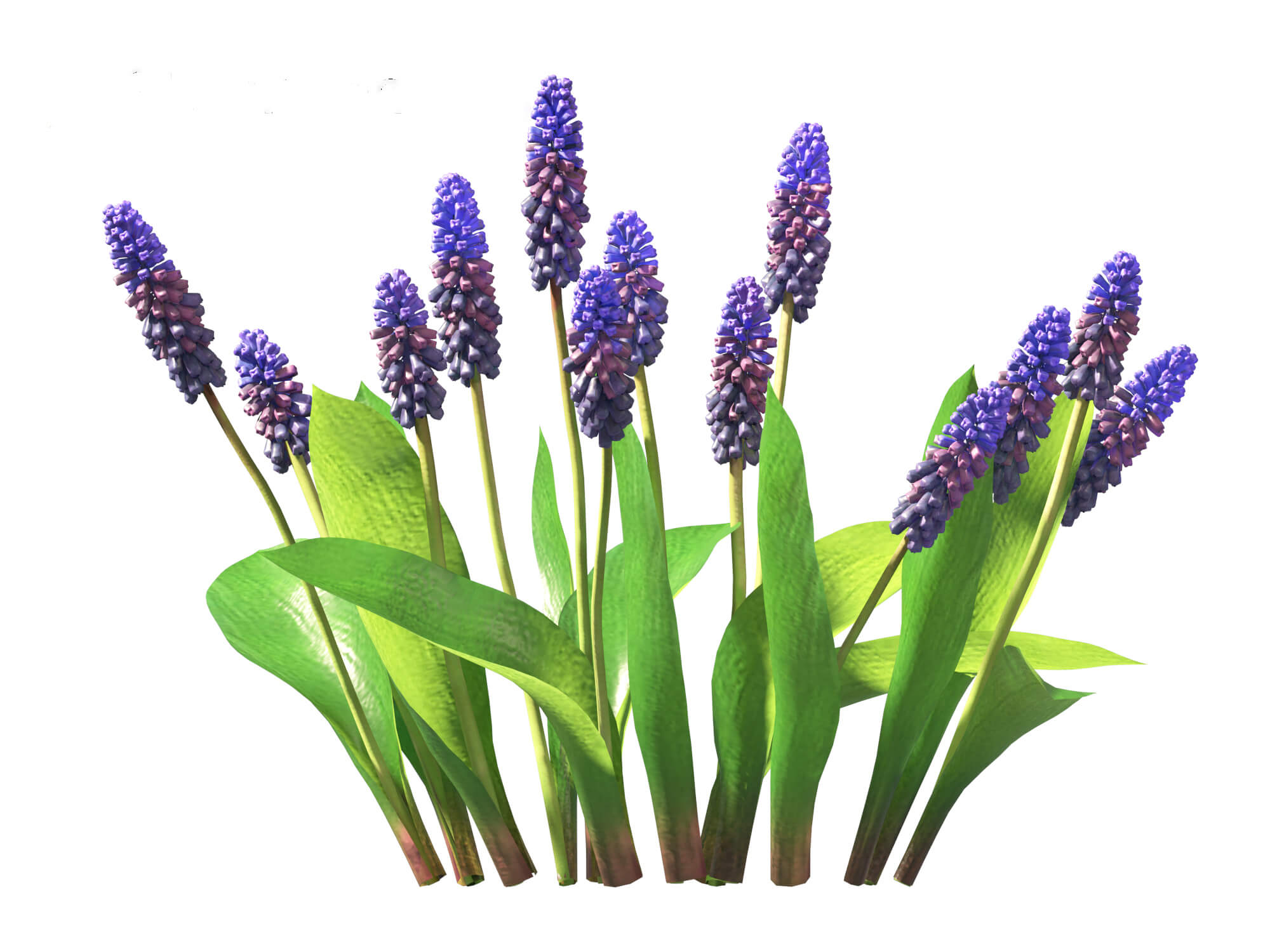 Muscari Latifolium - Grape Hyacinth 3D Model by 3dgardenplants