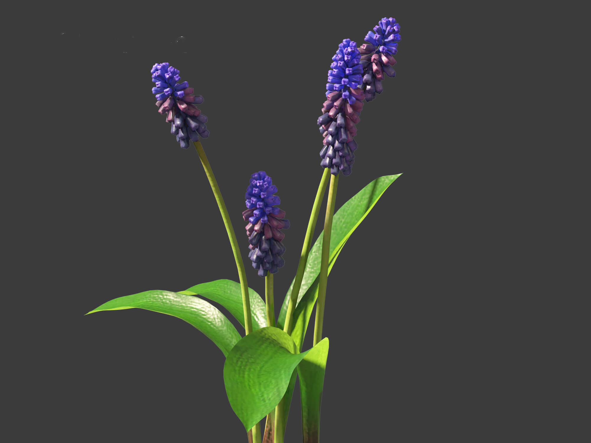 Muscari Latifolium - Grape Hyacinth 3D Model by 3dgardenplants