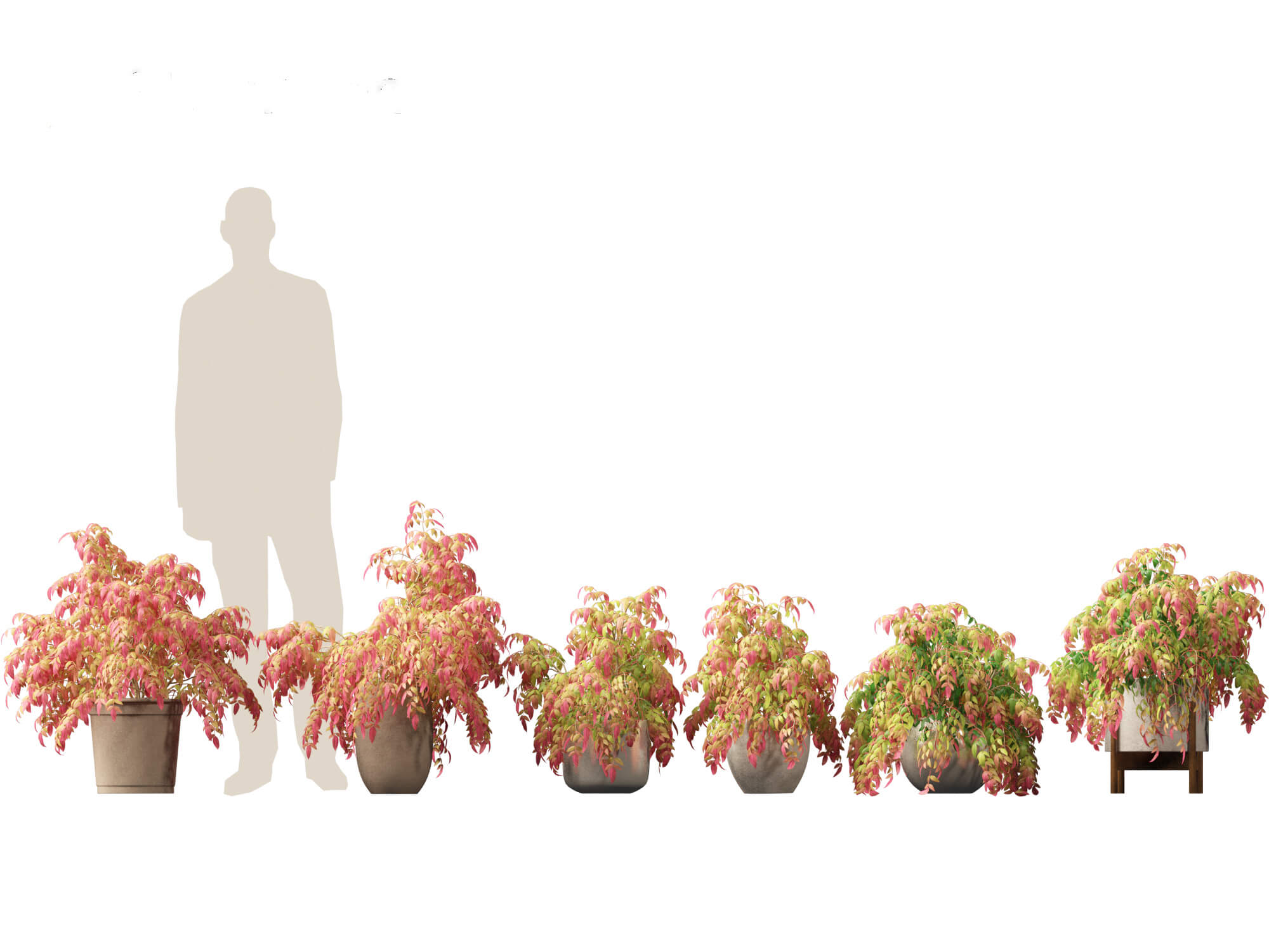 Nandina Pygmaea-Dwarf Sacred Bamboo 02 3D Model by 3dgardenplants