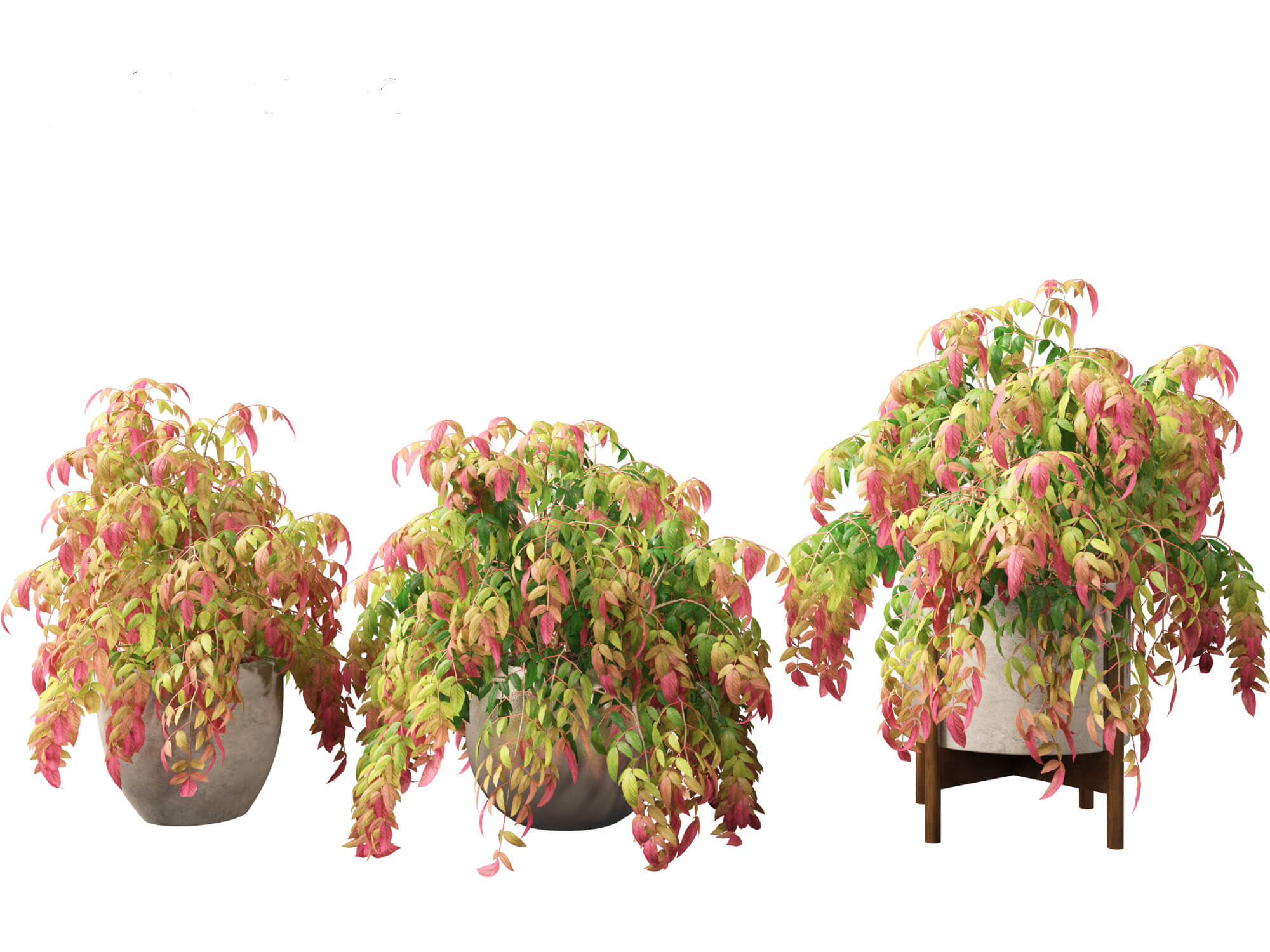 Nandina Pygmaea-Dwarf Sacred Bamboo 02 3D Model by 3dgardenplants