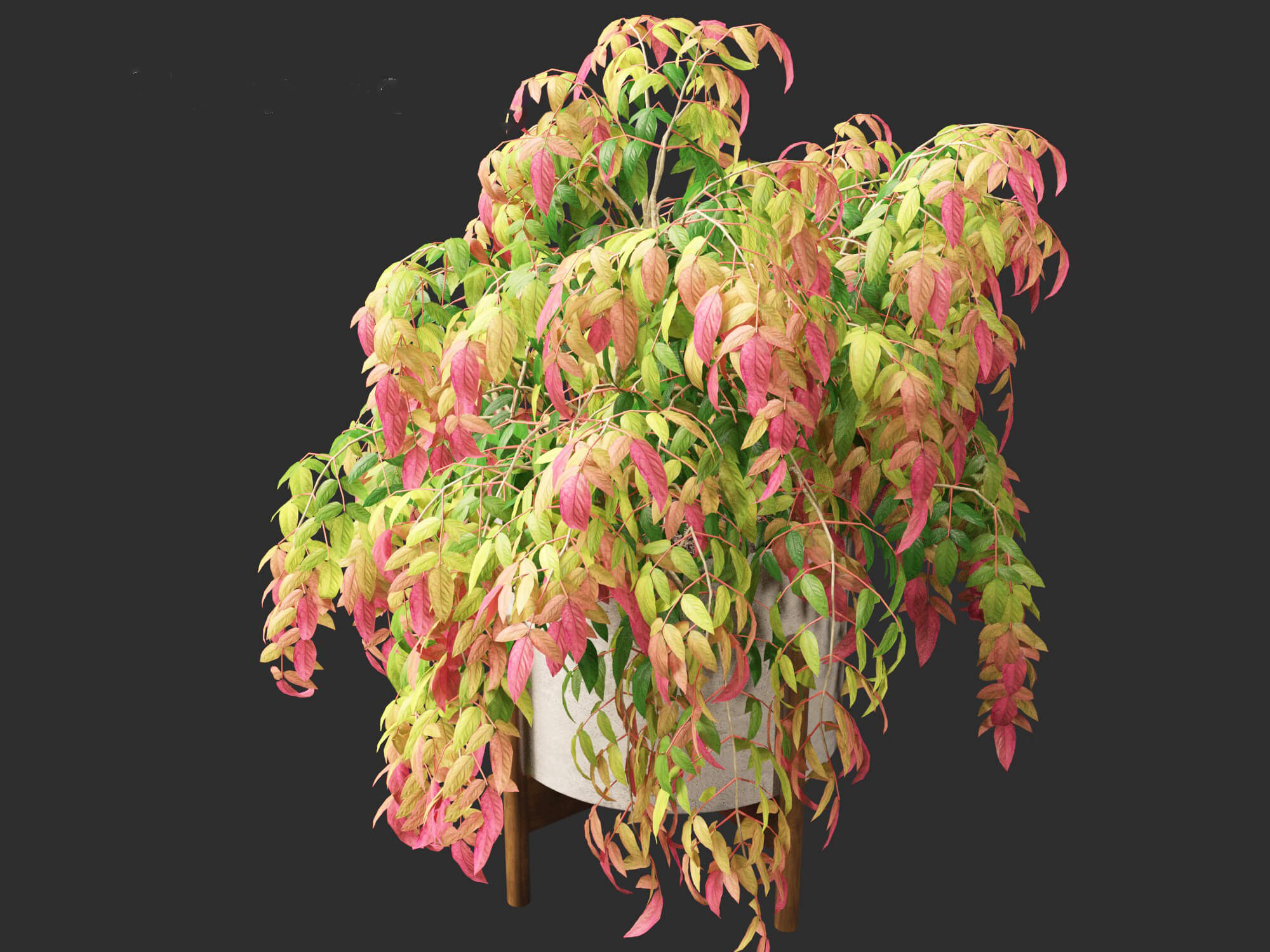 Nandina Pygmaea-Dwarf Sacred Bamboo 02 3D Model by 3dgardenplants