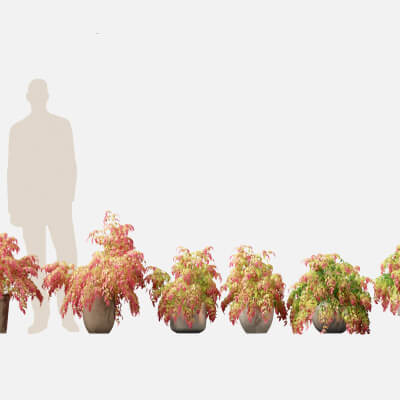 Nandina Pygmaea-Dwarf Sacred Bamboo 02 3D Model by 3dgardenplants