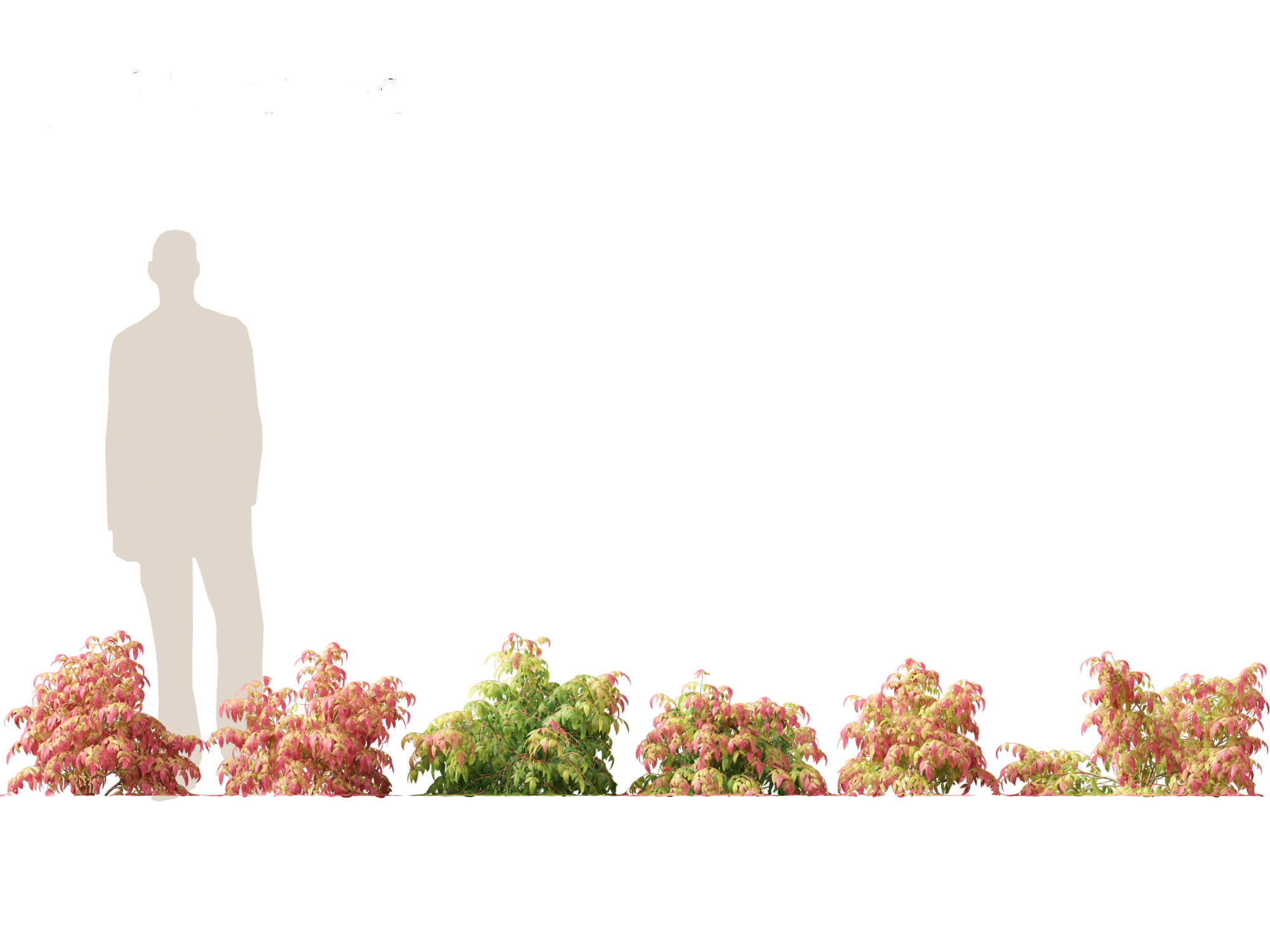 Nandina Pygmaea-Dwarf Sacred Bamboo 01 3D Model by 3dgardenplants