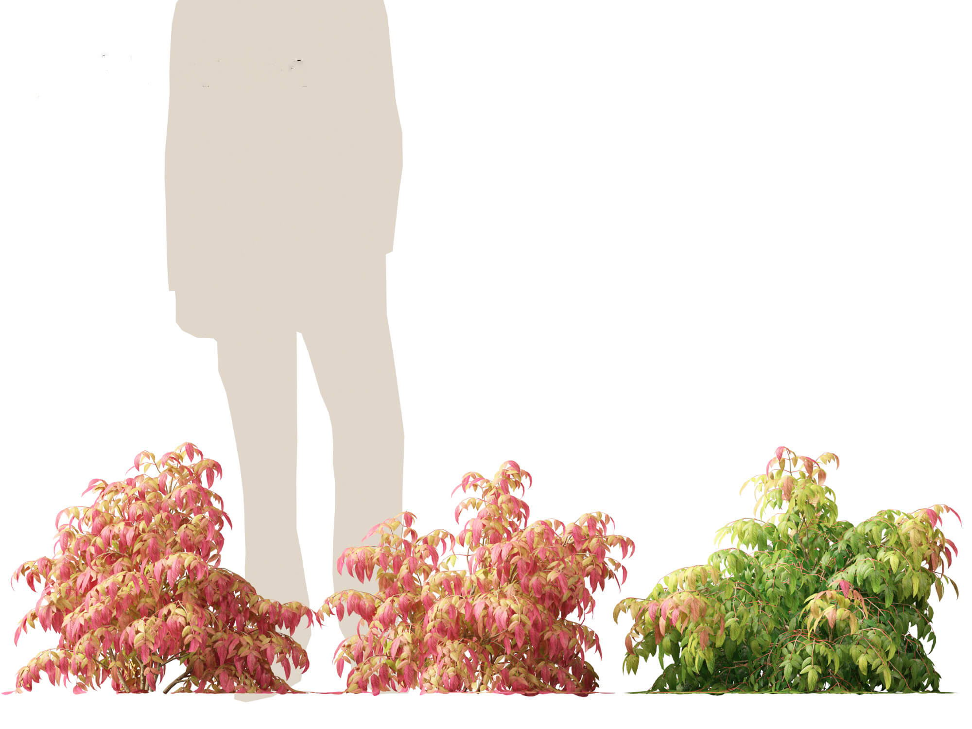 Nandina Pygmaea-Dwarf Sacred Bamboo 01 3D Model by 3dgardenplants