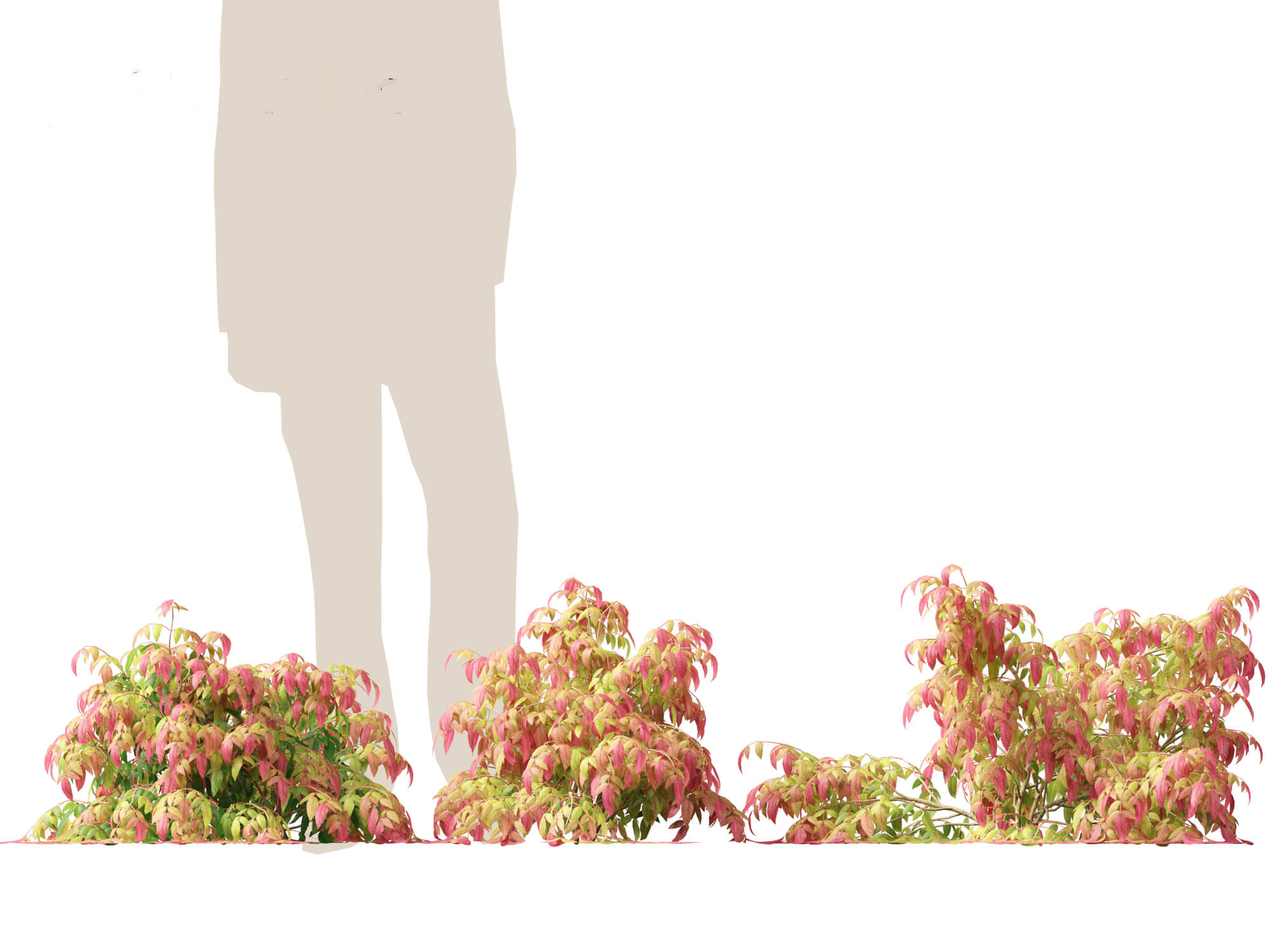 Nandina Pygmaea-Dwarf Sacred Bamboo 01 3D Model by 3dgardenplants