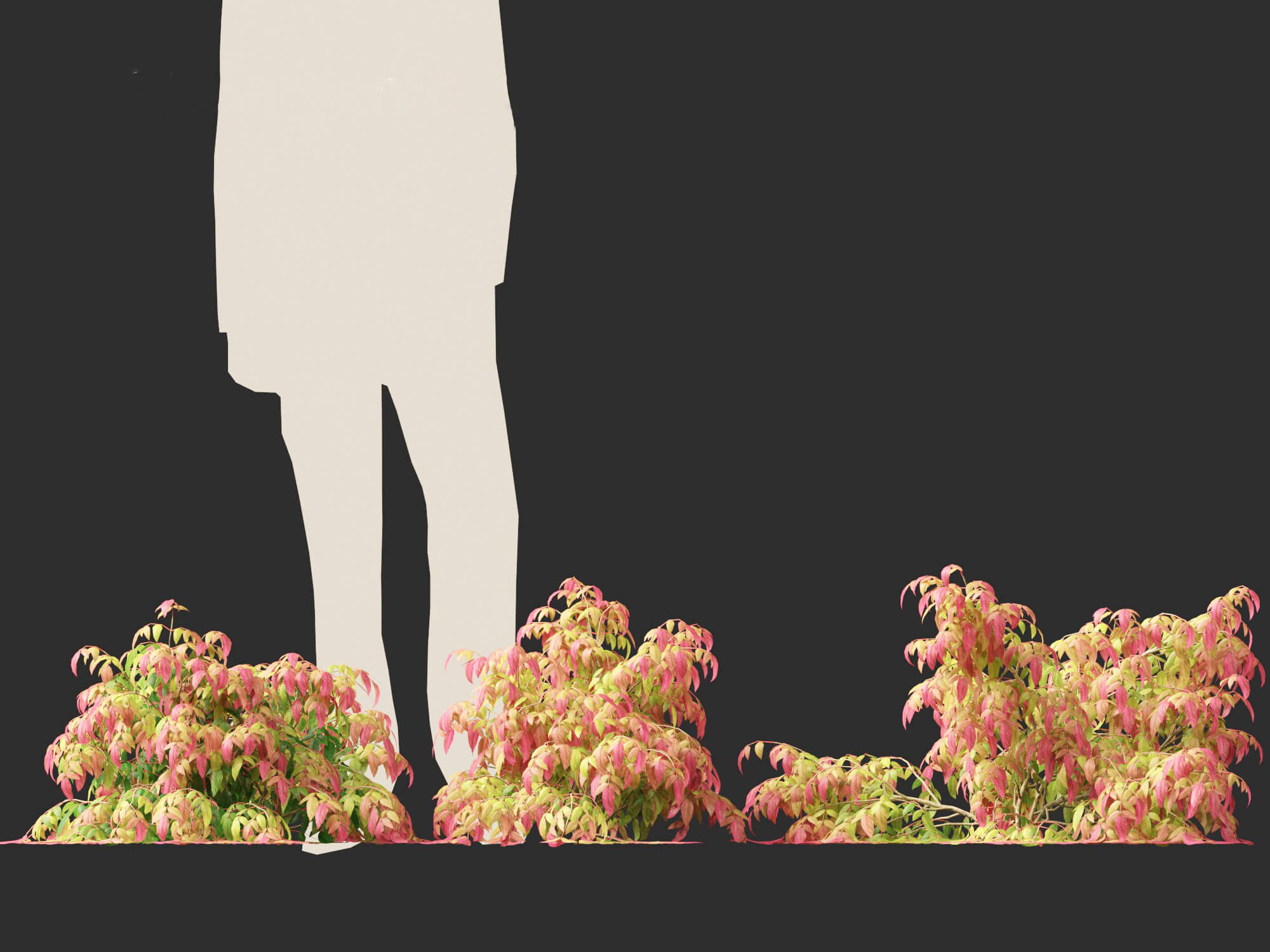 Nandina Pygmaea-Dwarf Sacred Bamboo 01 3D Model by 3dgardenplants