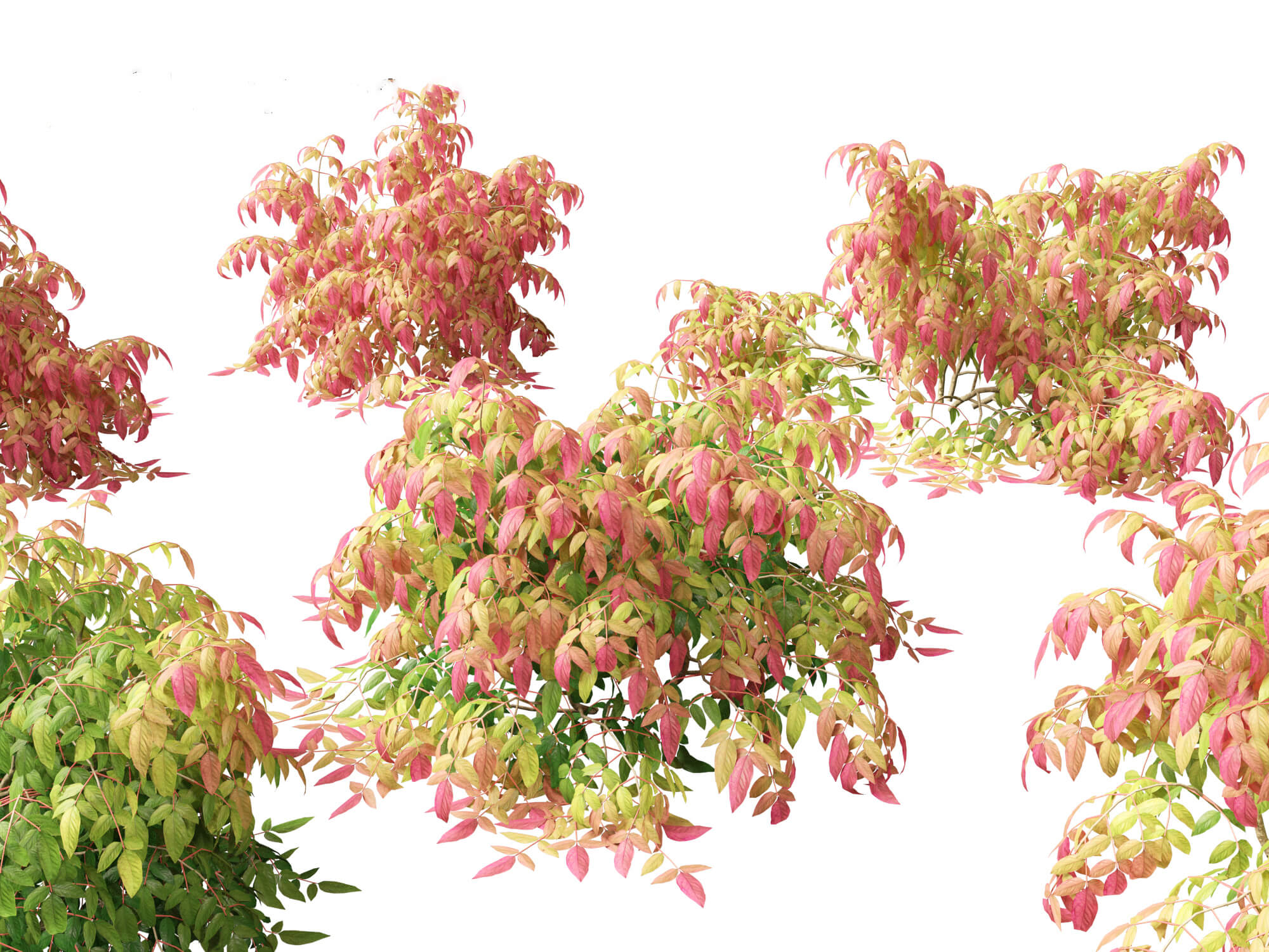Nandina Pygmaea-Dwarf Sacred Bamboo 01 3D Model by 3dgardenplants