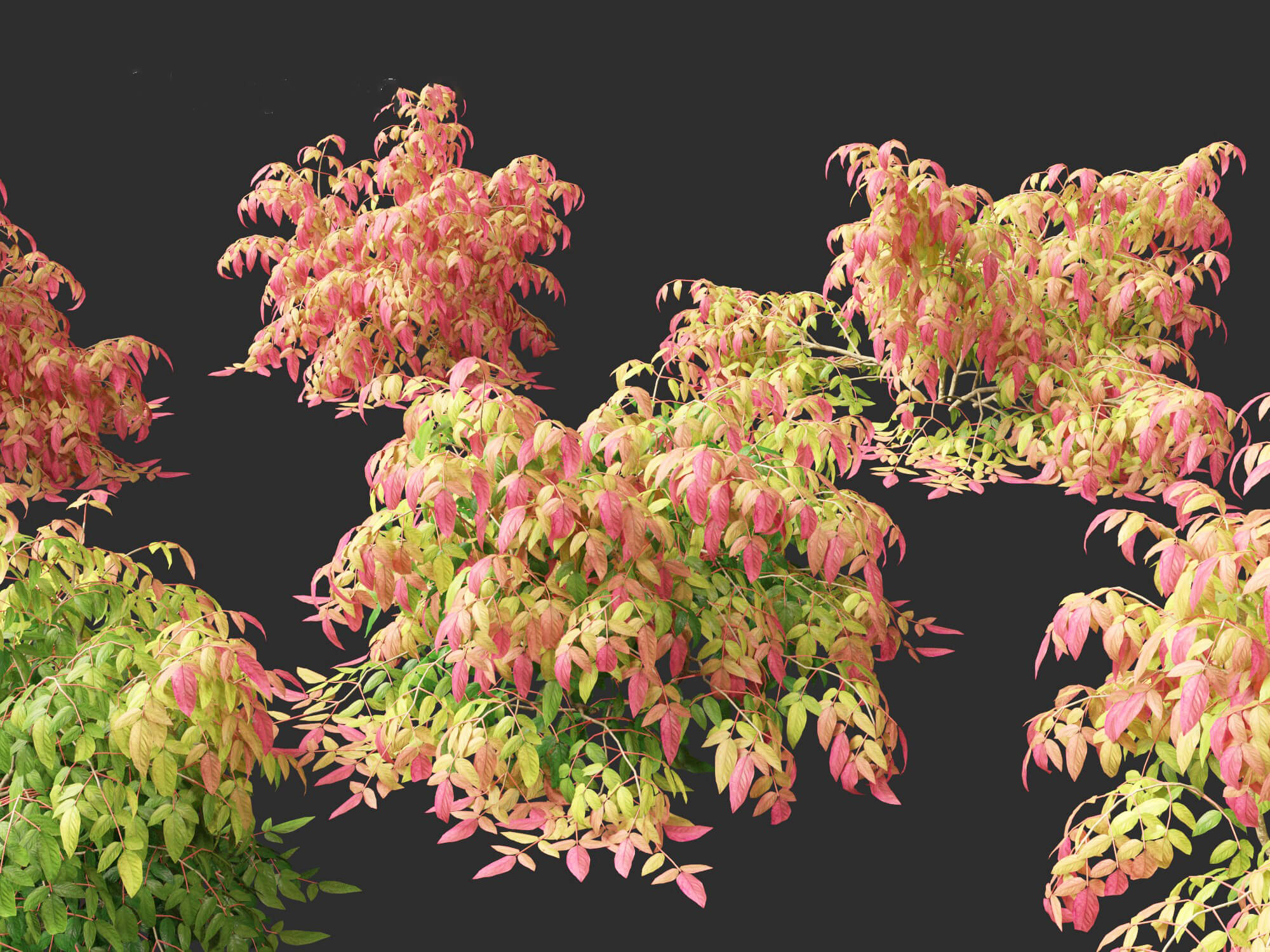 Nandina Pygmaea-Dwarf Sacred Bamboo 01 3D Model by 3dgardenplants