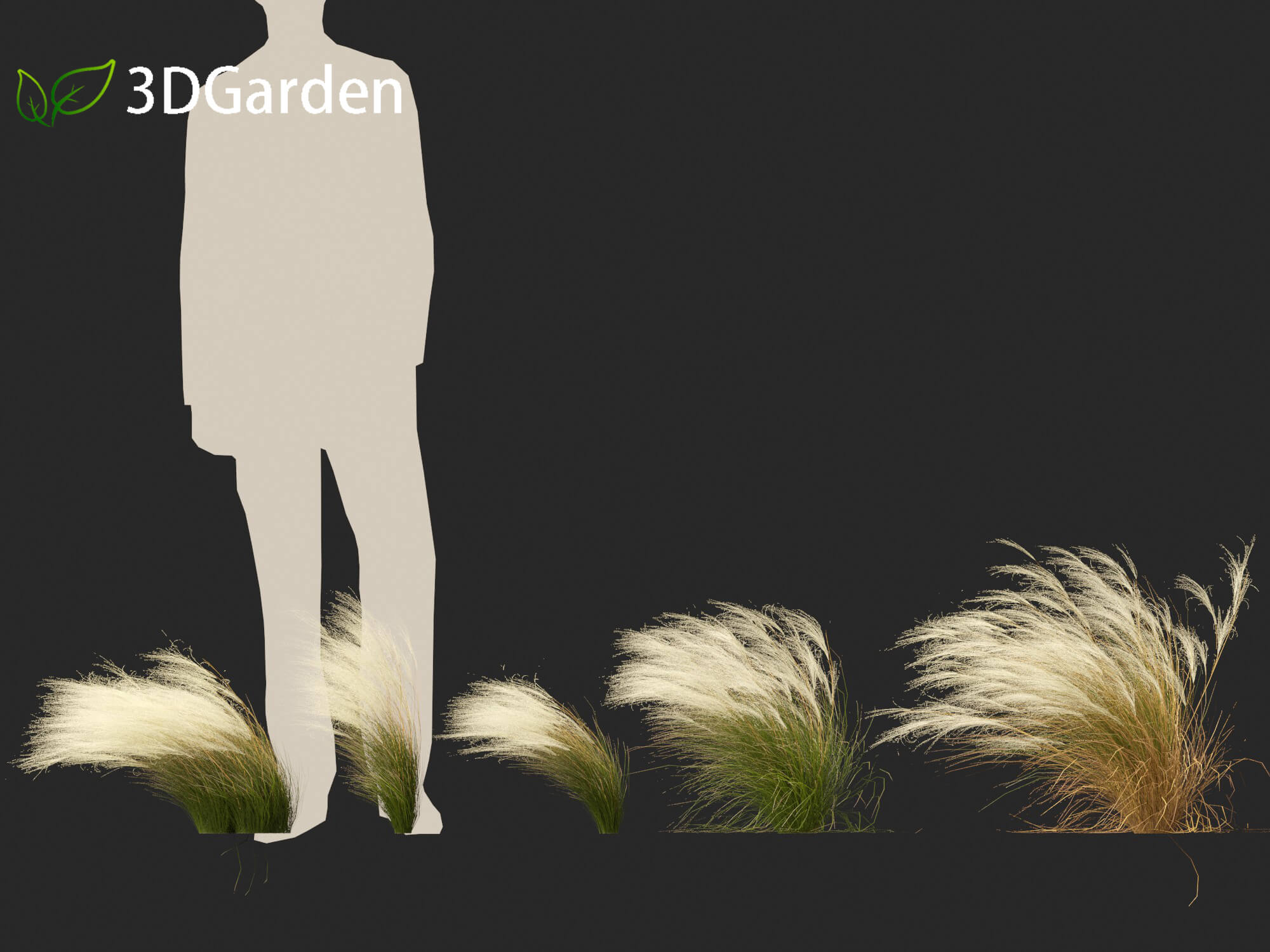 Nassella Tenuissima - Mexican Feather Grass 01 3D Model by 3dgardenplants