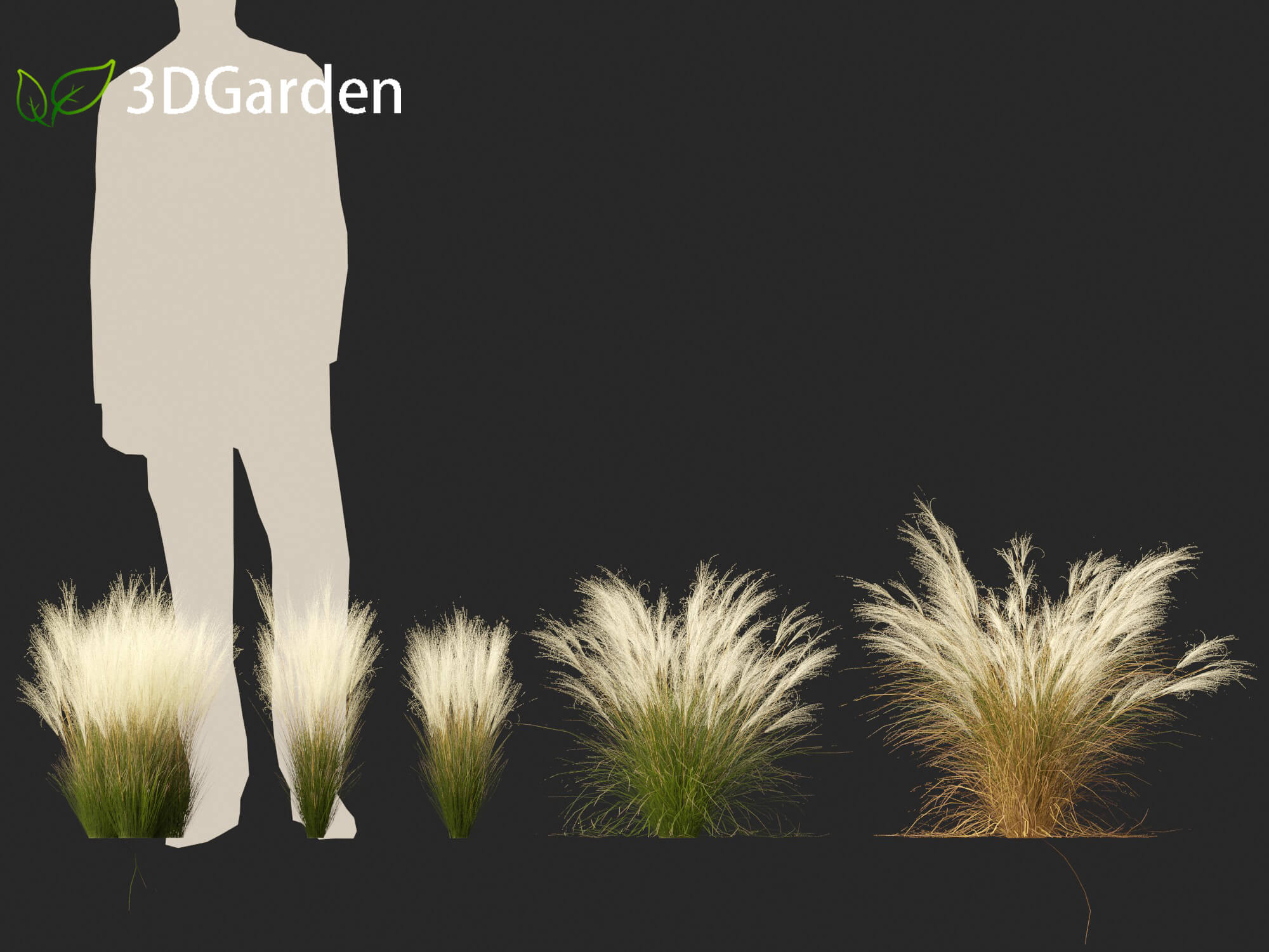 Nassella Tenuissima - Mexican Feather Grass 02 3D Model by 3dgardenplants