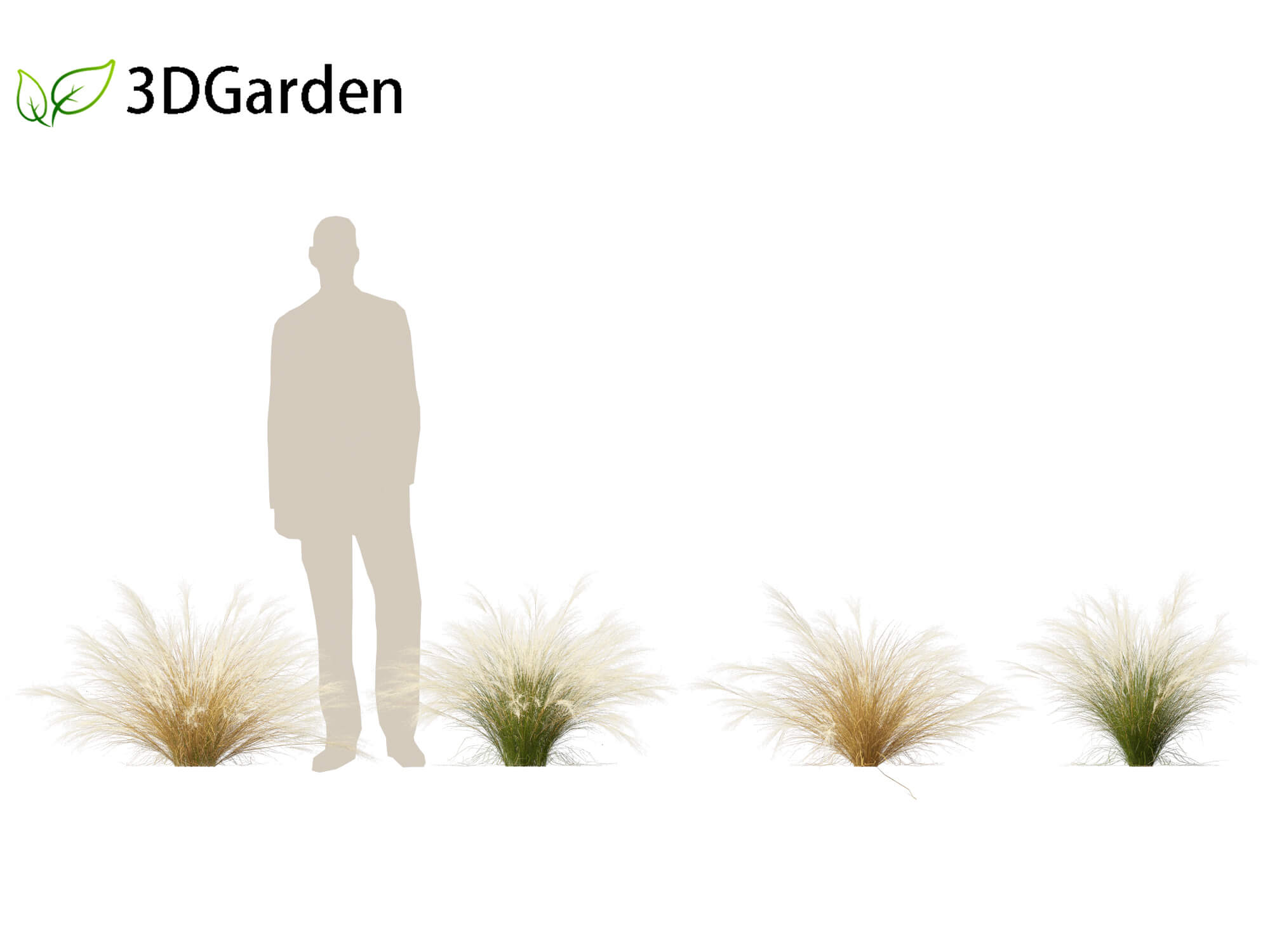 Nassella Tenuissima - Mexican Feather Grass 02 3D Model by 3dgardenplants