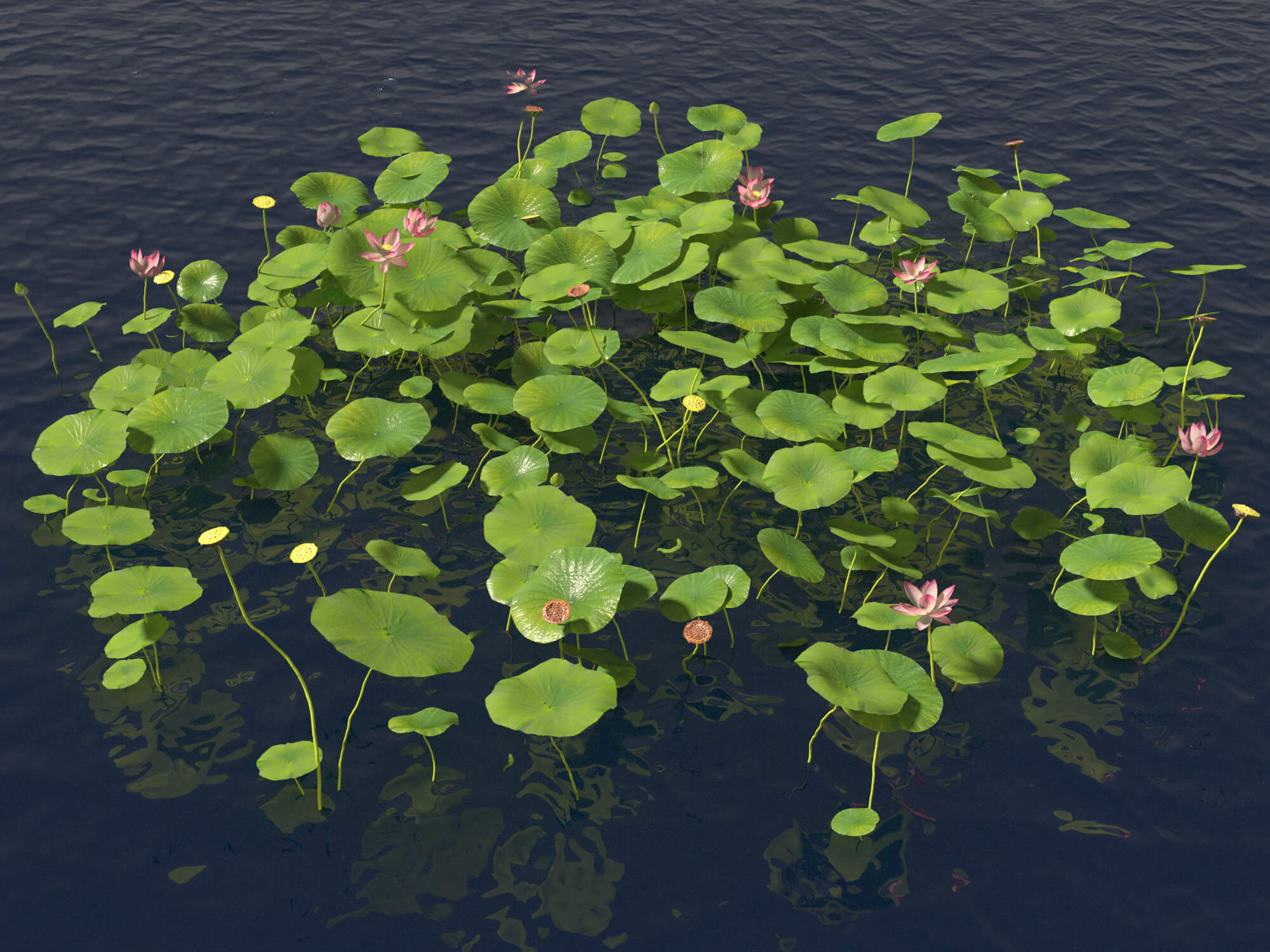 Nelumbo - Sacred Lotus 02 3D Model by 3dgardenplants