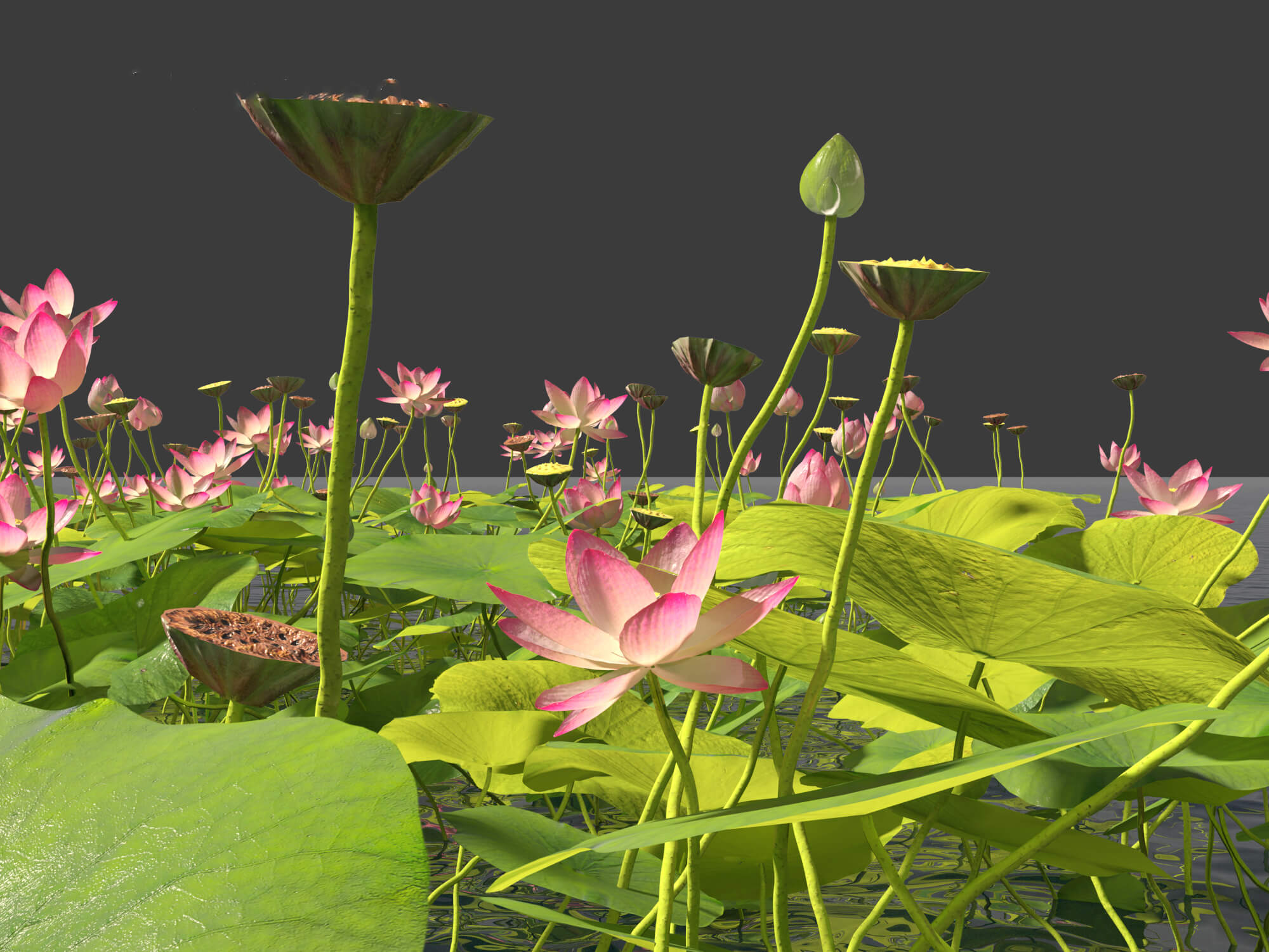 Nelumbo - Sacred Lotus 02 3D Model by 3dgardenplants