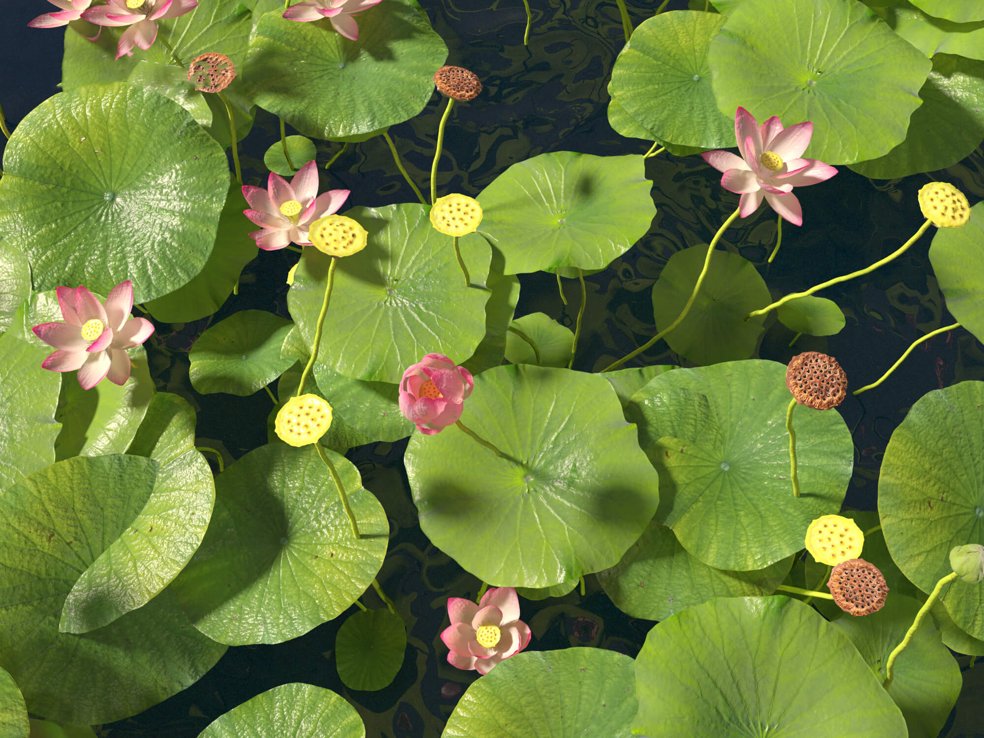 Nelumbo - Sacred Lotus 02 3D Model by 3dgardenplants