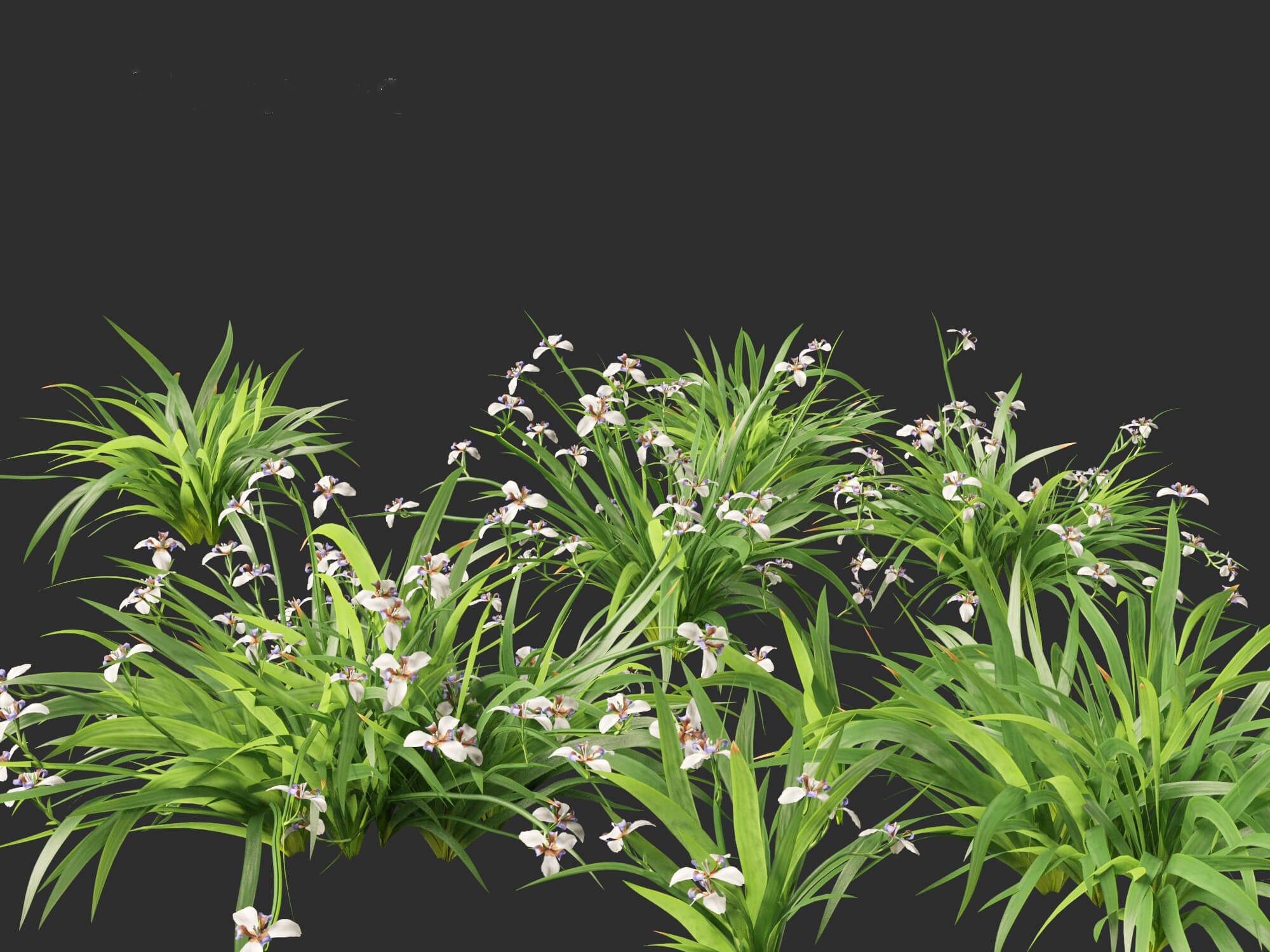 Neomarica Gracilis - Walking Iris 3D Model by 3dgardenplants