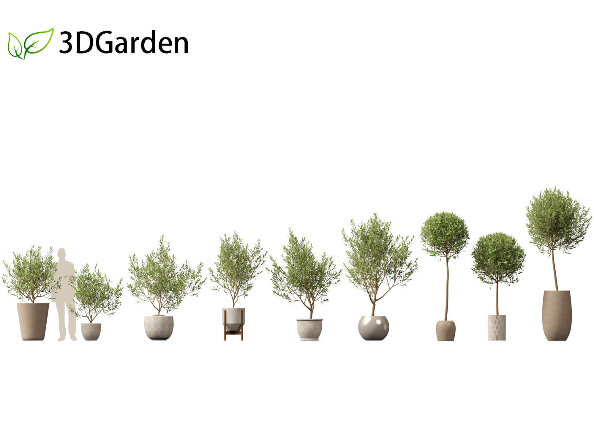 Olea Europaea - Common Olive 3D Model by 3dgardenplants