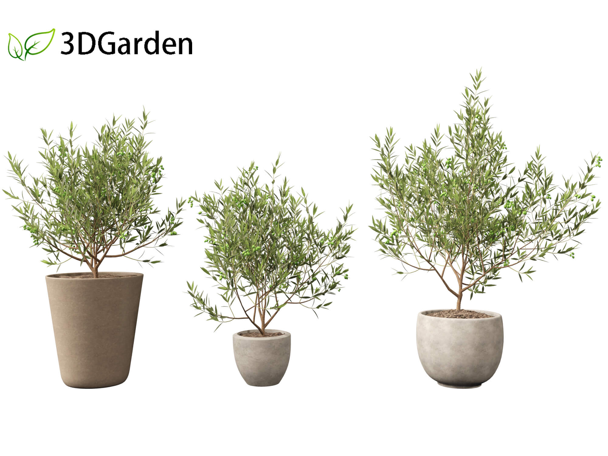 Olea Europaea - Common Olive 3D Model by 3dgardenplants
