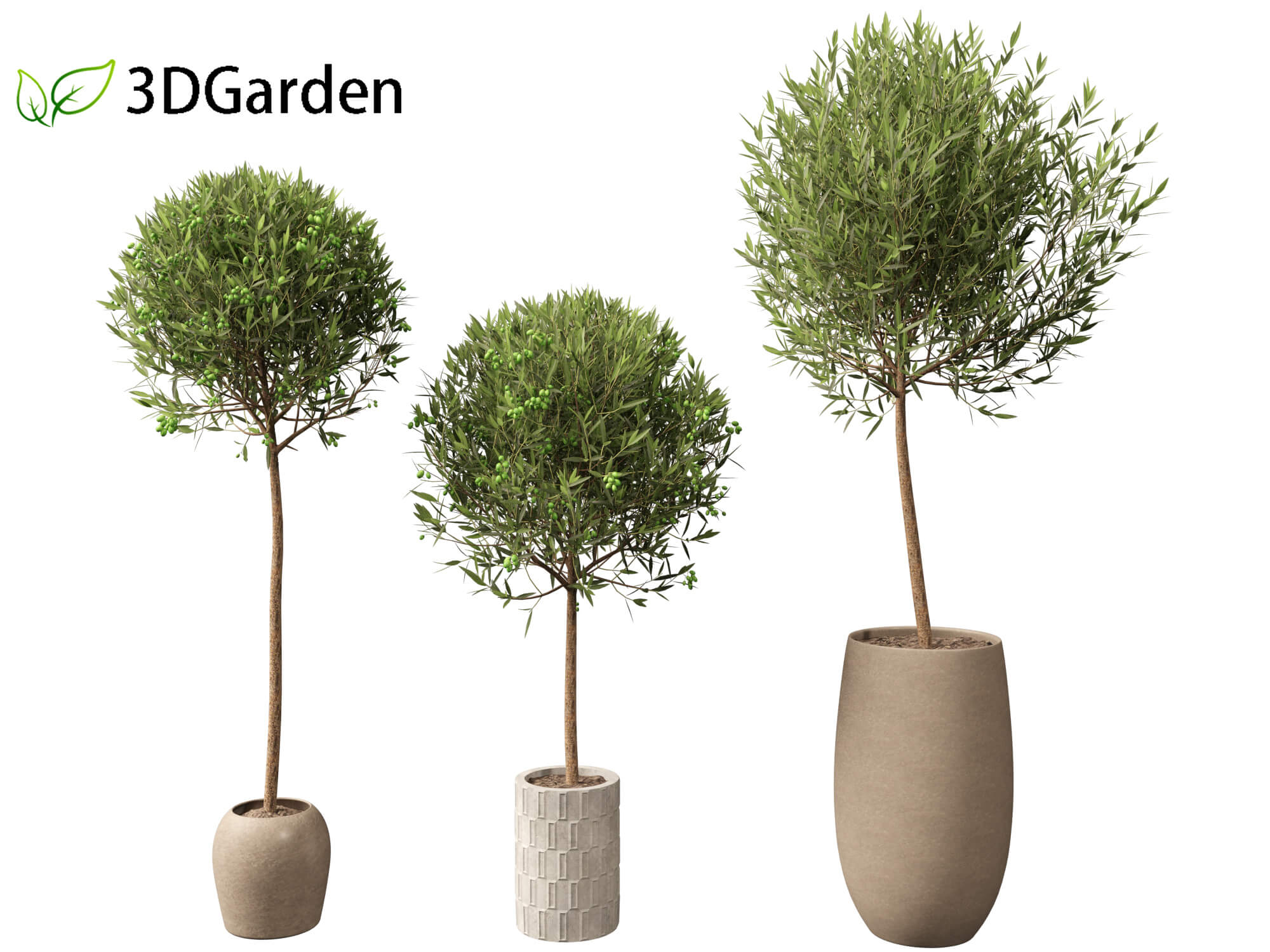 Olea Europaea - Common Olive 3D Model by 3dgardenplants