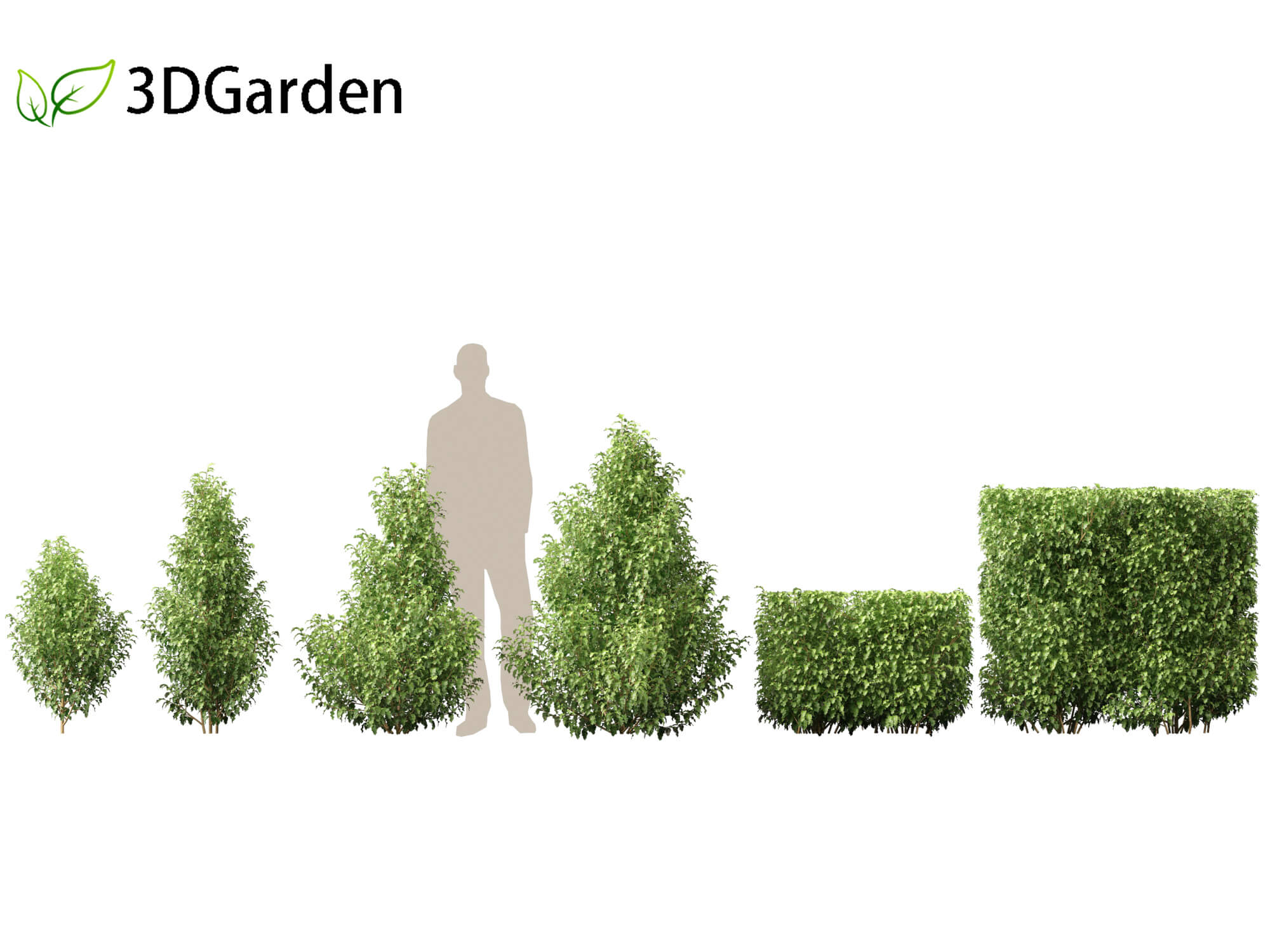 Oleria Paniculata - Akiraho 3D Model by 3dgardenplants