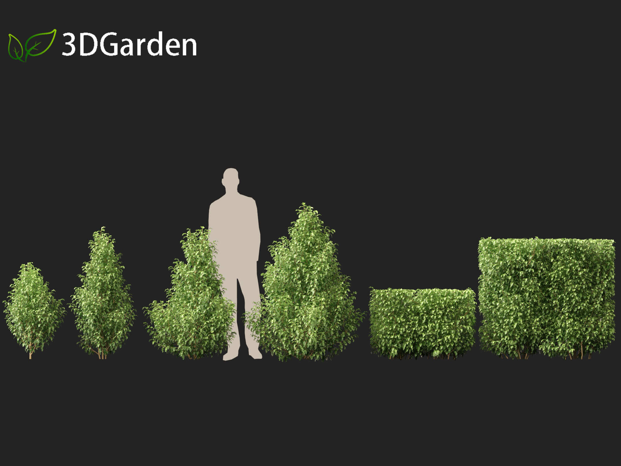 Oleria Paniculata - Akiraho 3D Model by 3dgardenplants