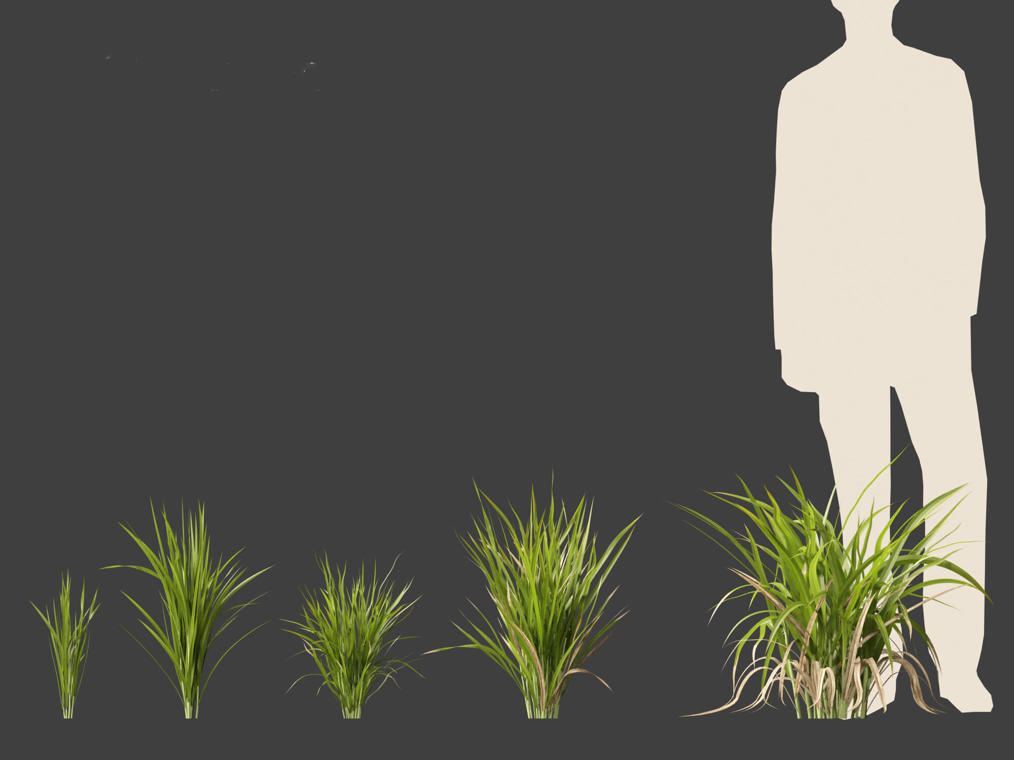 Oryza Sativa - Rice 3D Model by 3dgardenplants